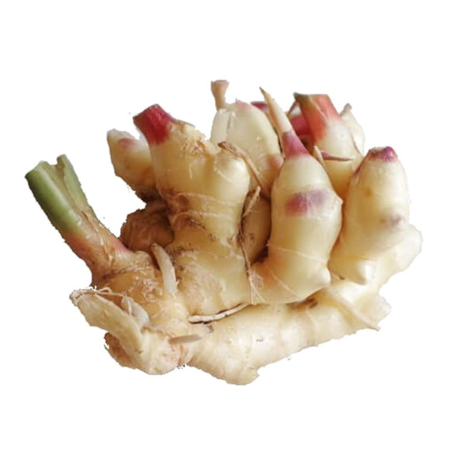 Orgo Fresh Thai Young Ginger (Spring Ginger) | NTUC FairPrice
