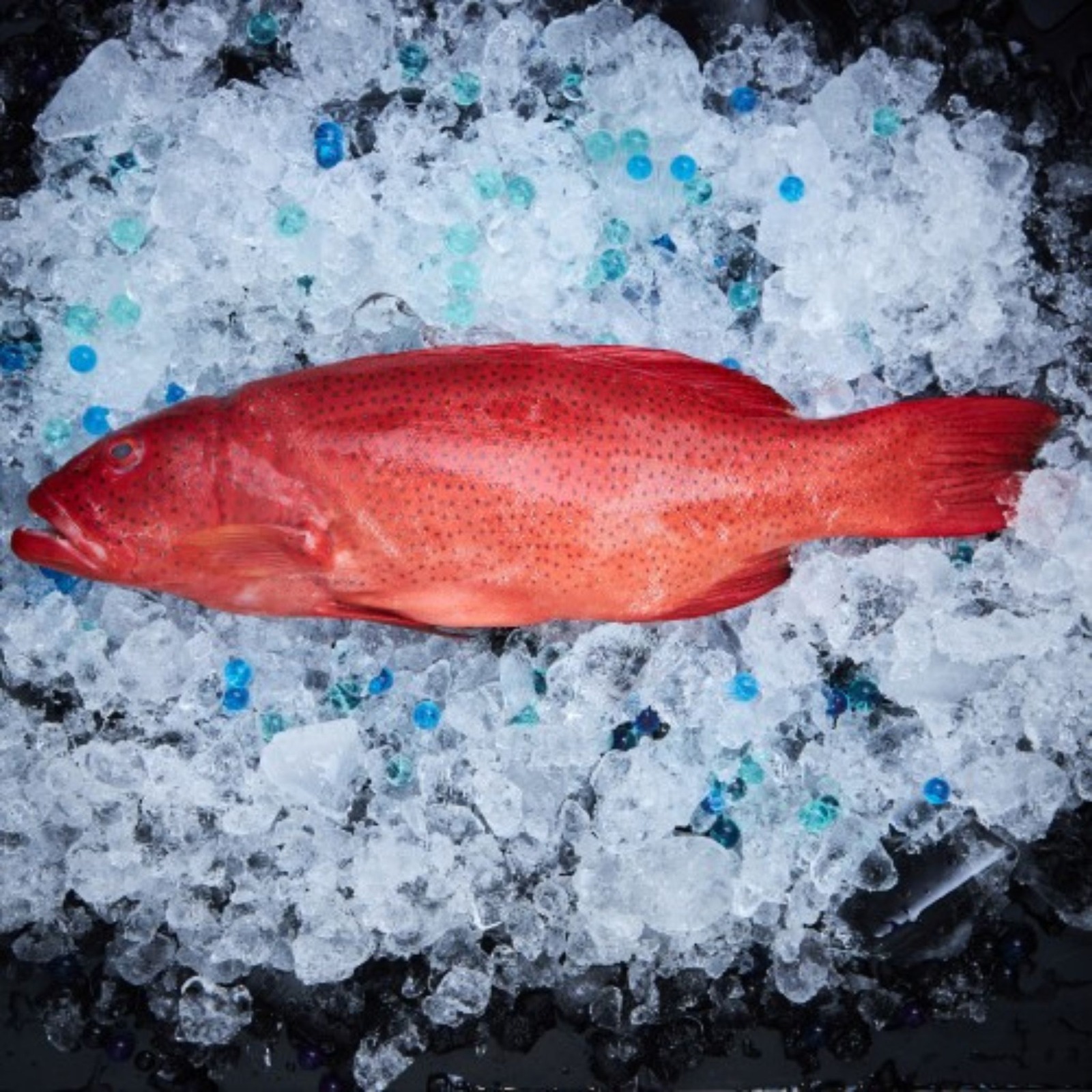 Aw's Market Red Grouper (Whole) | NTUC FairPrice