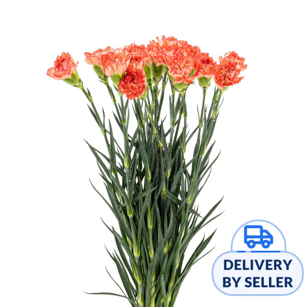 JM Flower Carnation (Standard Grade) - Orange | NTUC FairPrice
