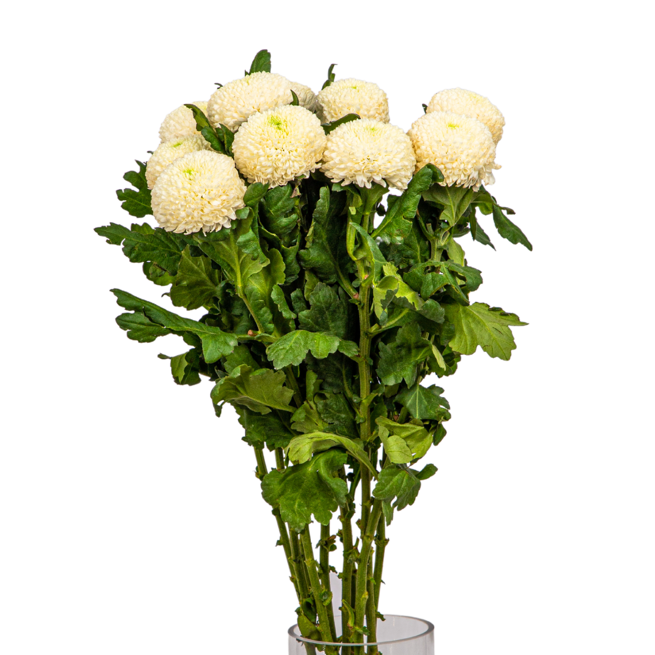 JM Flower Chrysanthemum Ping Pong - White | NTUC FairPrice