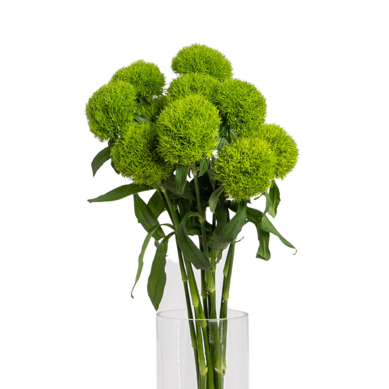 JM Flower Dianthus Green Ball | NTUC FairPrice