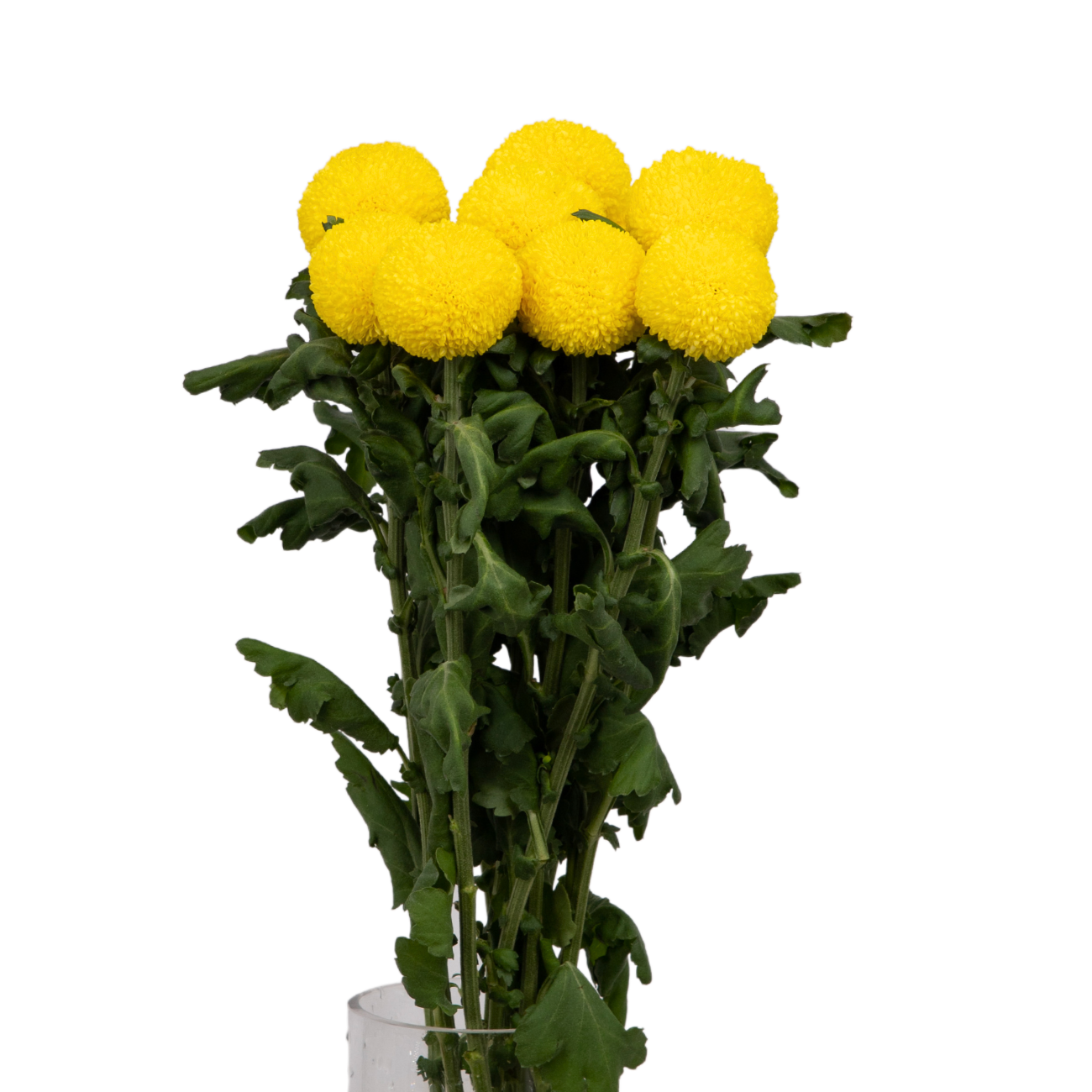 JM Flower Chrysanthemum Ping Pong - Yellow | NTUC FairPrice