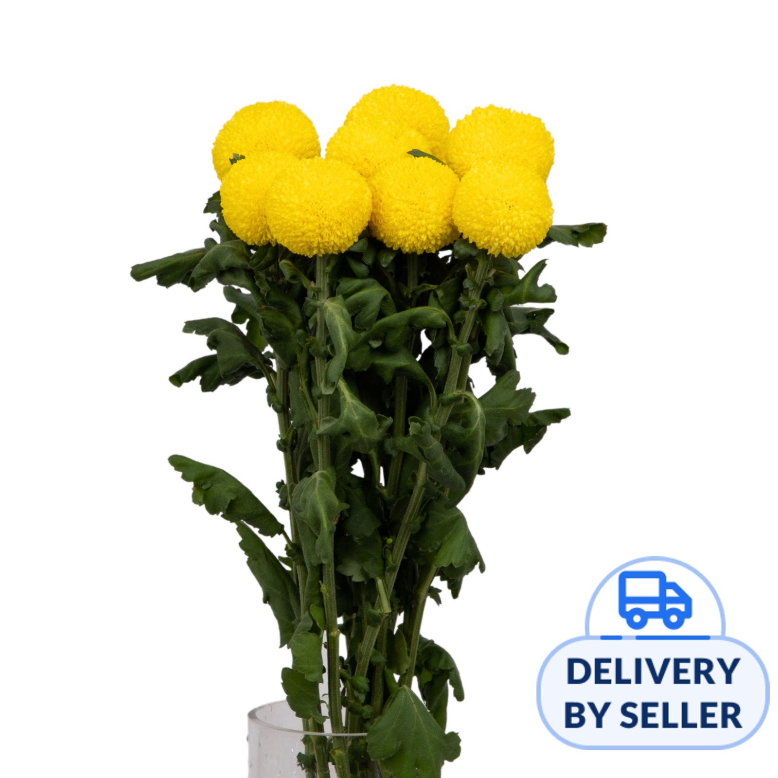 JM Flower Chrysanthemum Ping Pong - Yellow | NTUC FairPrice