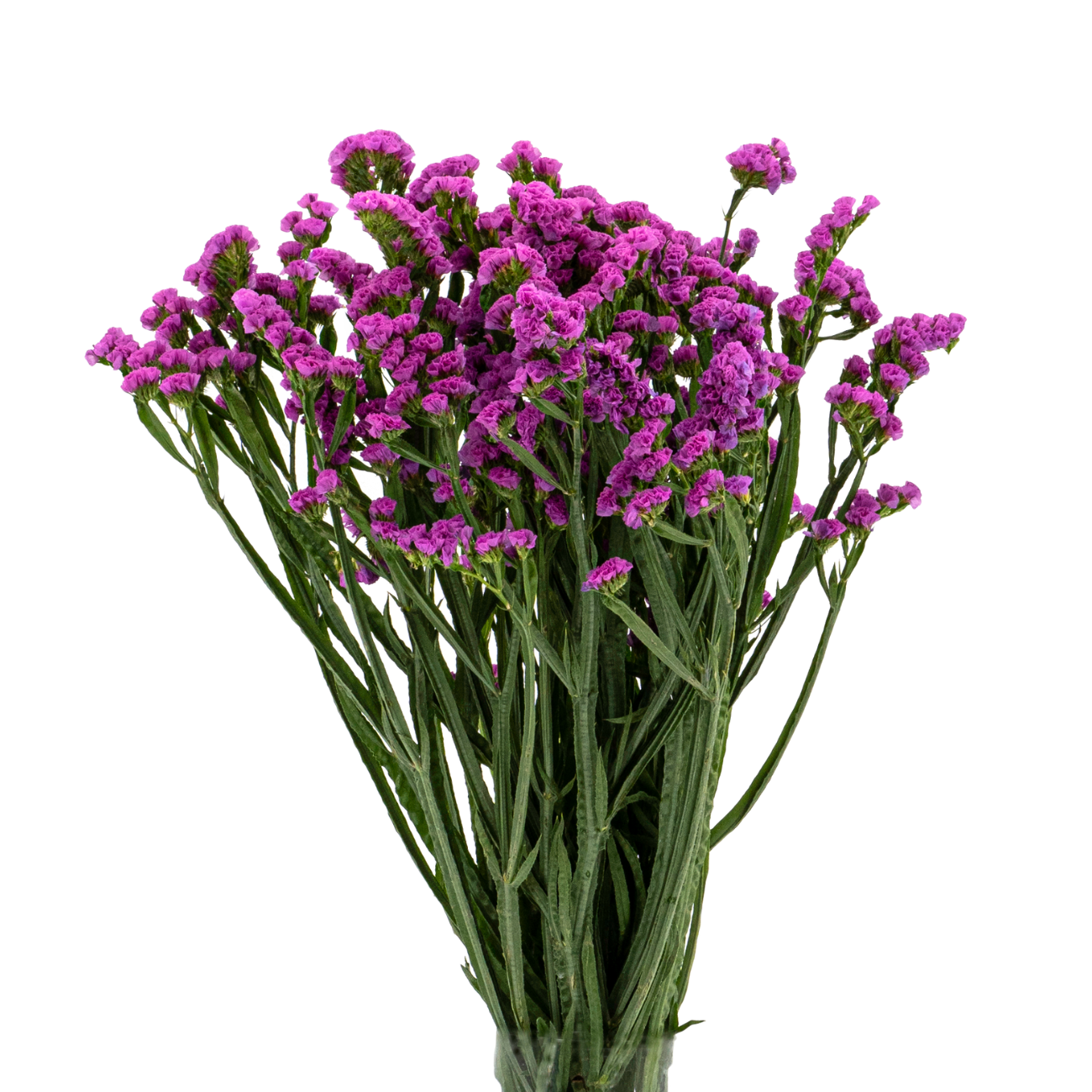 JM Flower Statice - Dark Pink | NTUC FairPrice