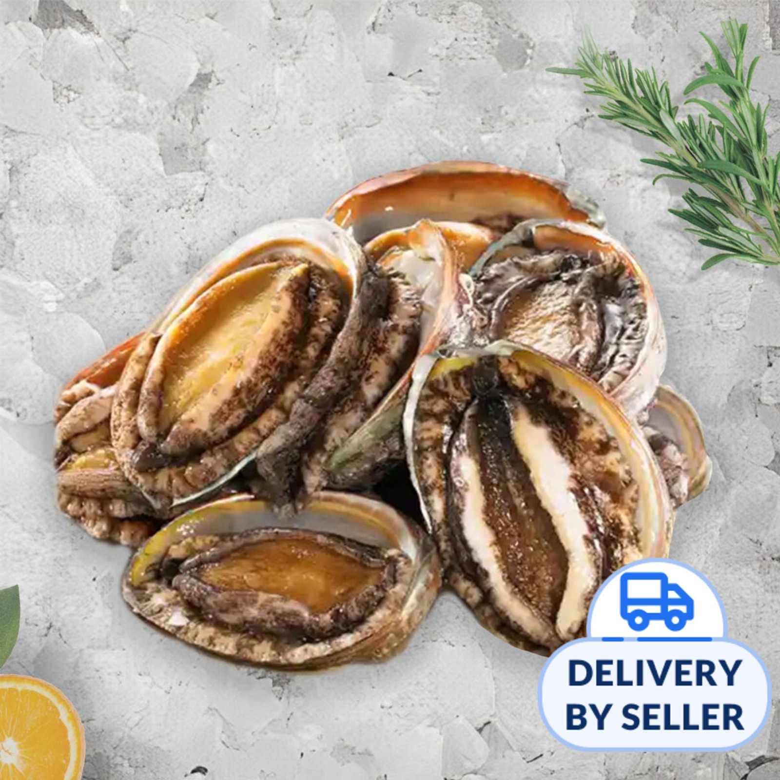 Seaco Live South Africa Abalone | NTUC FairPrice
