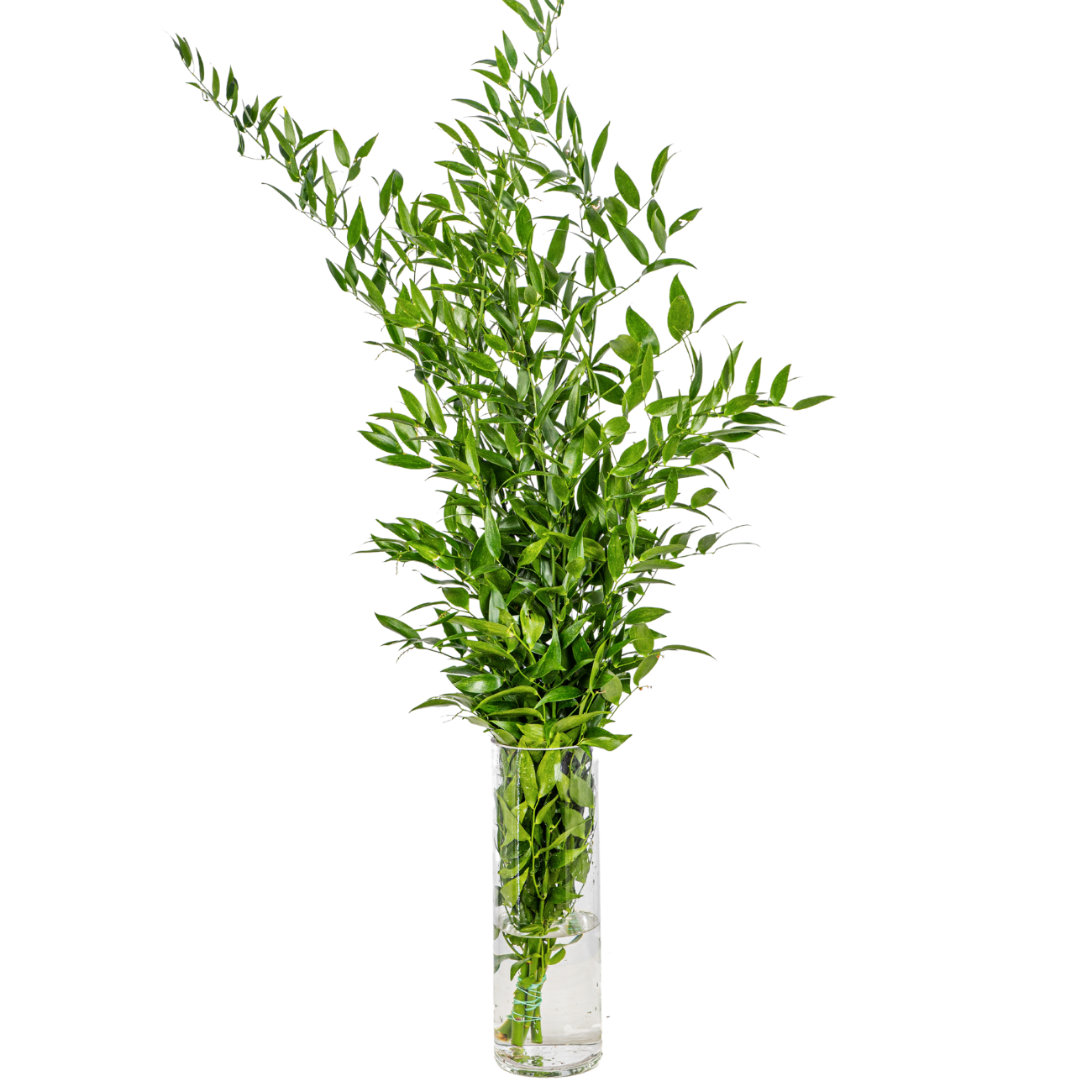 JM Flower Ruscus Italian | NTUC FairPrice
