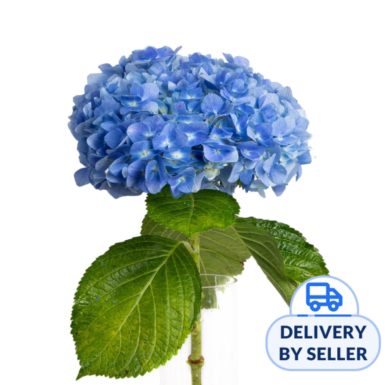 JM Flower Hydrangea (Premium Grade) - Dark Blue | NTUC FairPrice