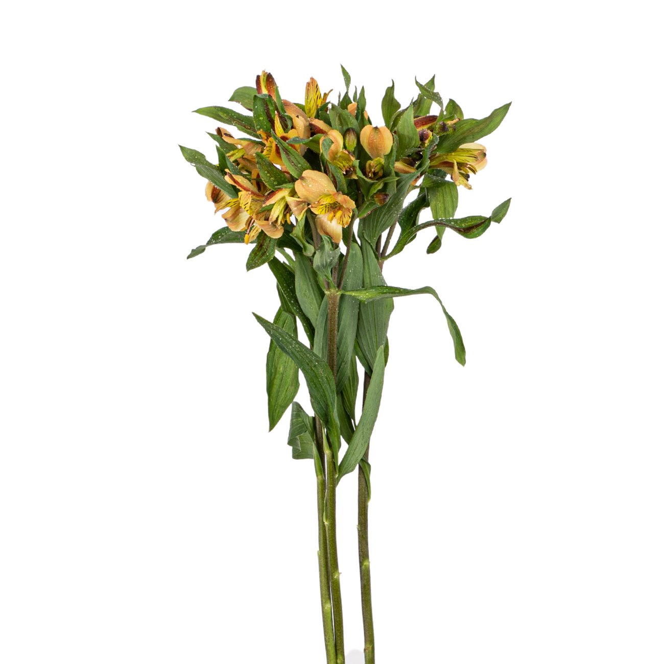 JM Flower Alstroemeria (Standard Grade) - Orange | NTUC FairPrice