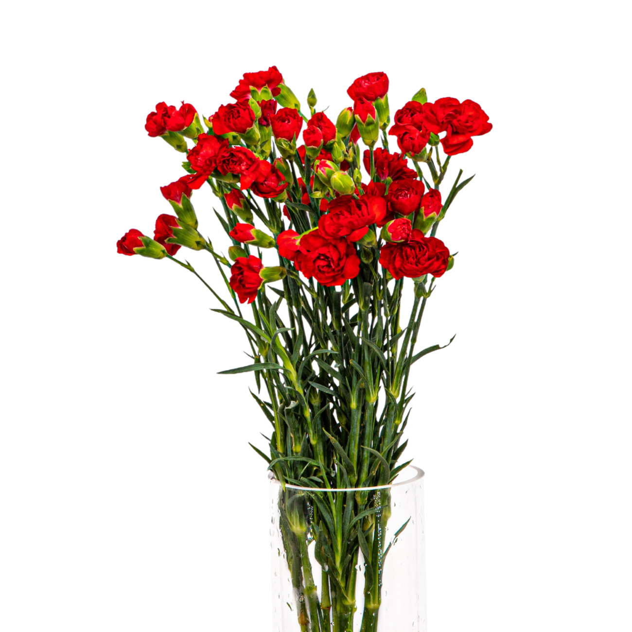 JM Flower Carnation Spray (Standard Grade) - Red | NTUC FairPrice