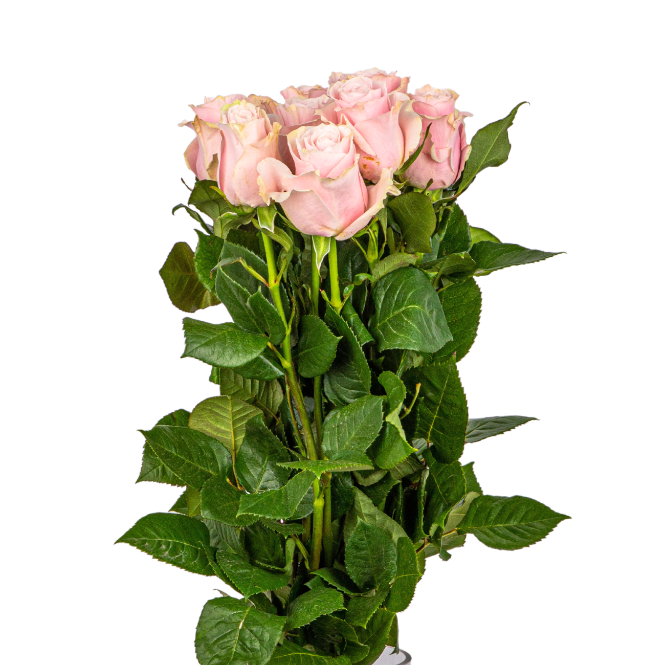 JM Flower Rose (Super Grade) - Pink | NTUC FairPrice