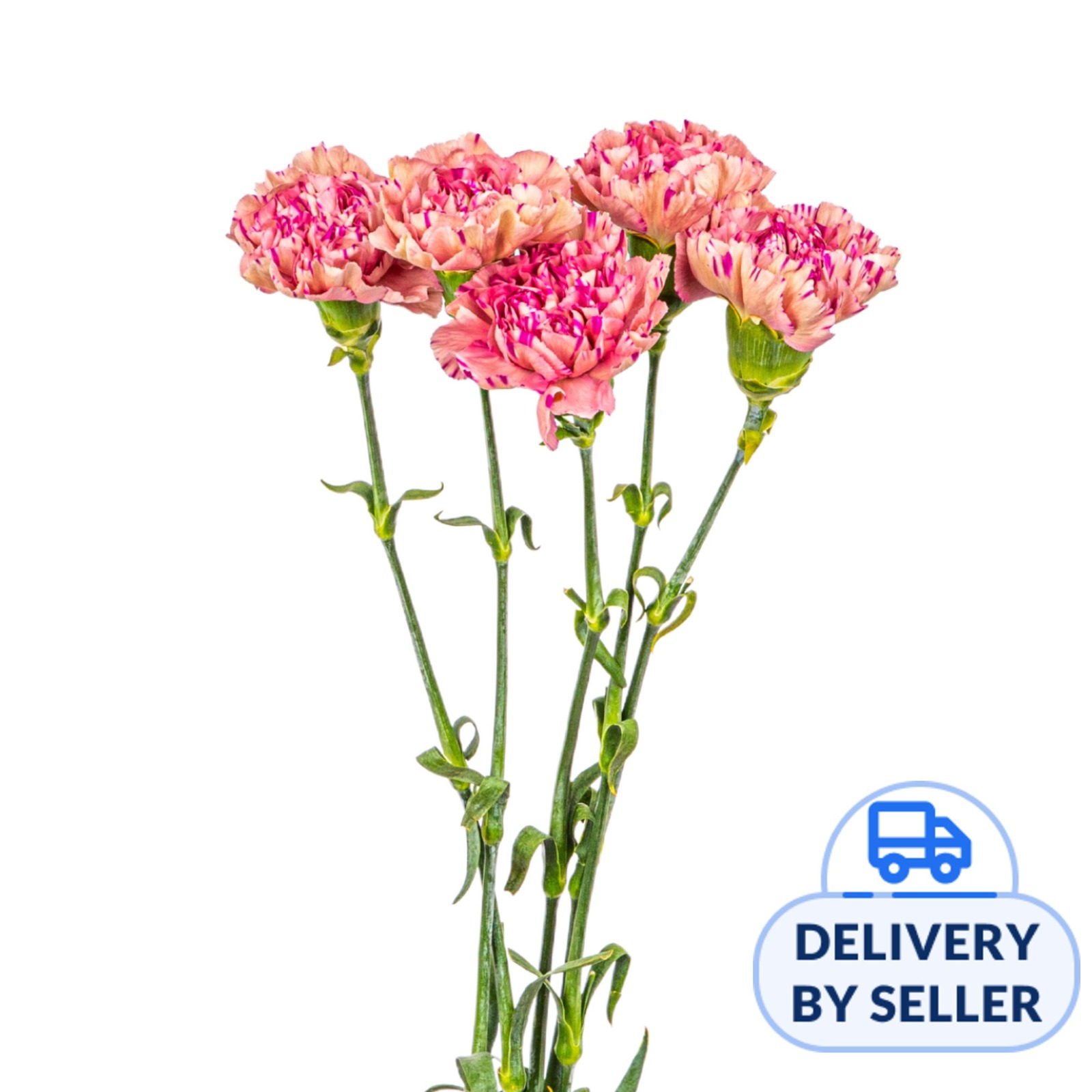 JM Flower Carnation (Premium Grade) - Two Tone Cherry | NTUC FairPrice