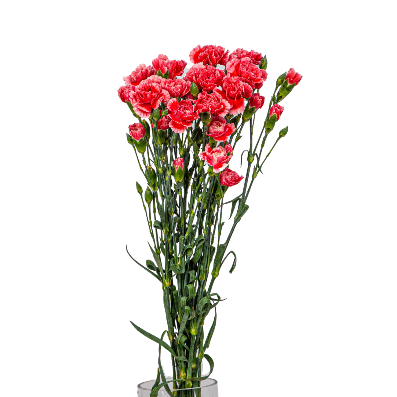 JM Flower Carnation Spray (Premium Grade) - Two Tone Red | NTUC FairPrice