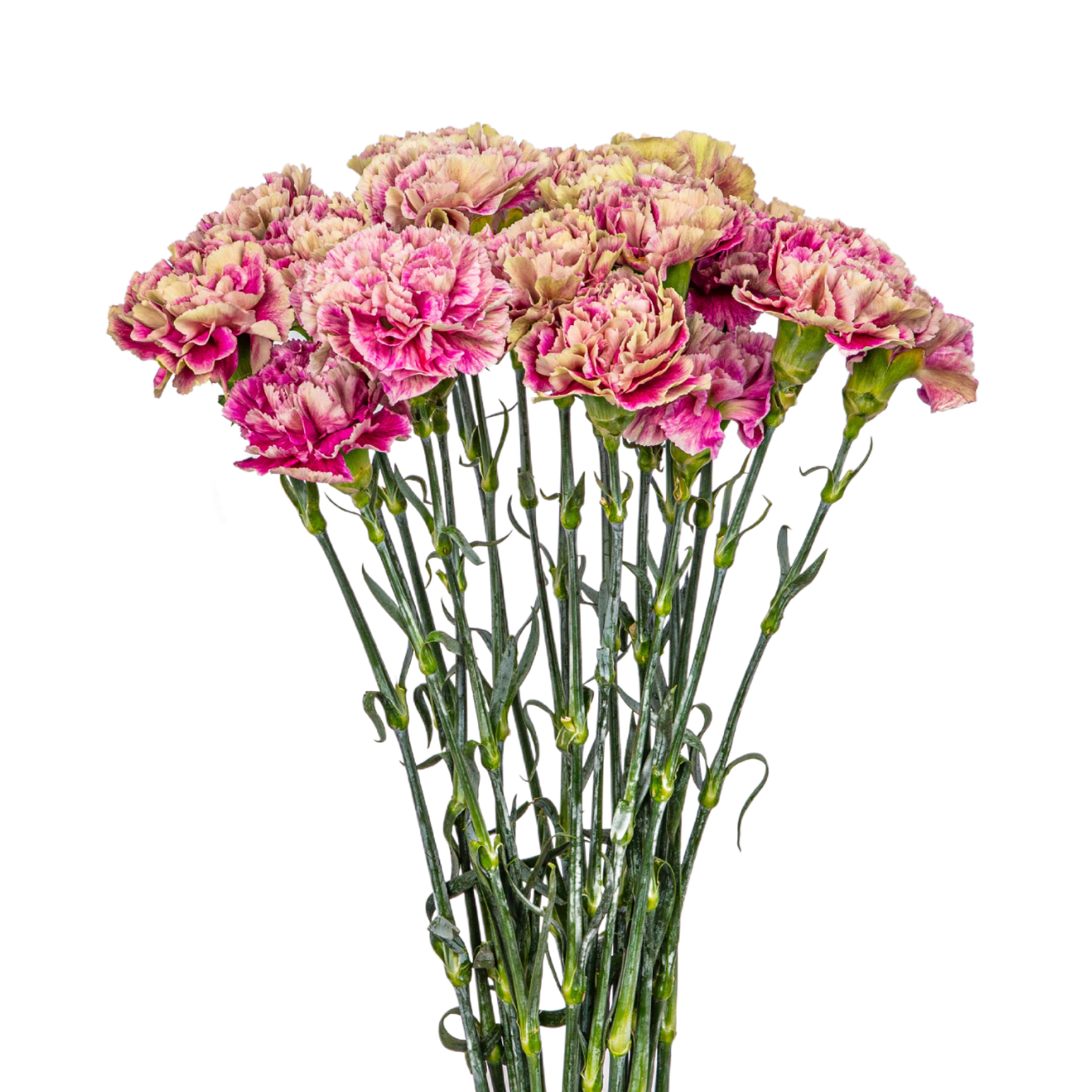 JM Flower Carnation (Premium Grade) - Rustic Pink | NTUC FairPrice