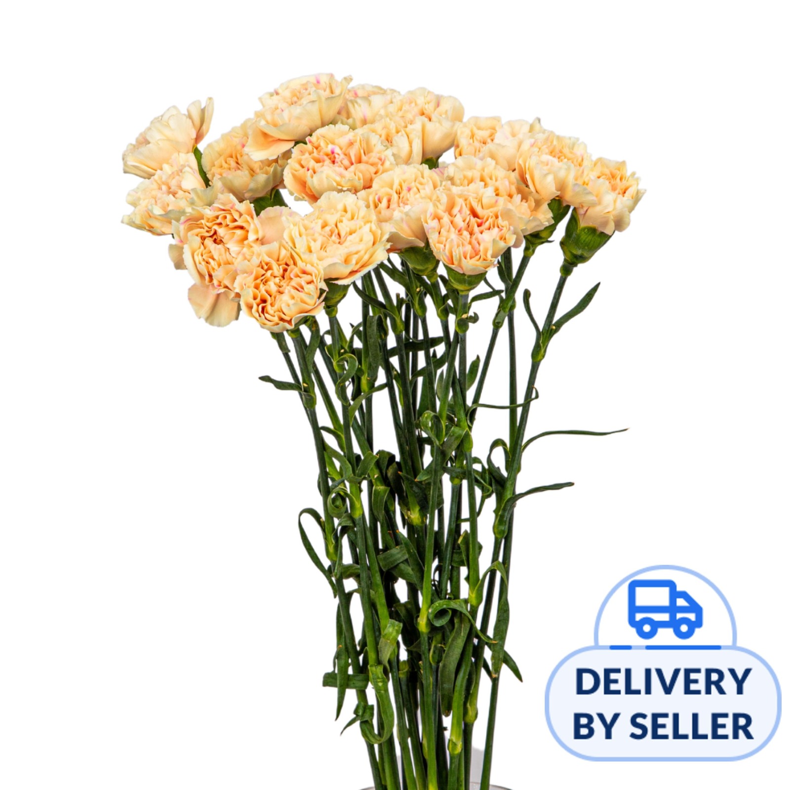 JM Flower Carnation (Premium Grade) - Champagne | NTUC FairPrice