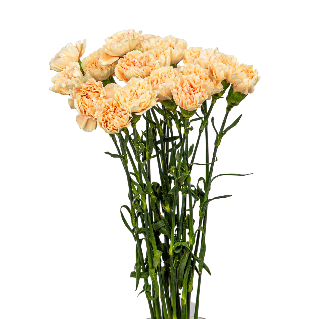 JM Flower Carnation (Premium Grade) - Champagne | NTUC FairPrice