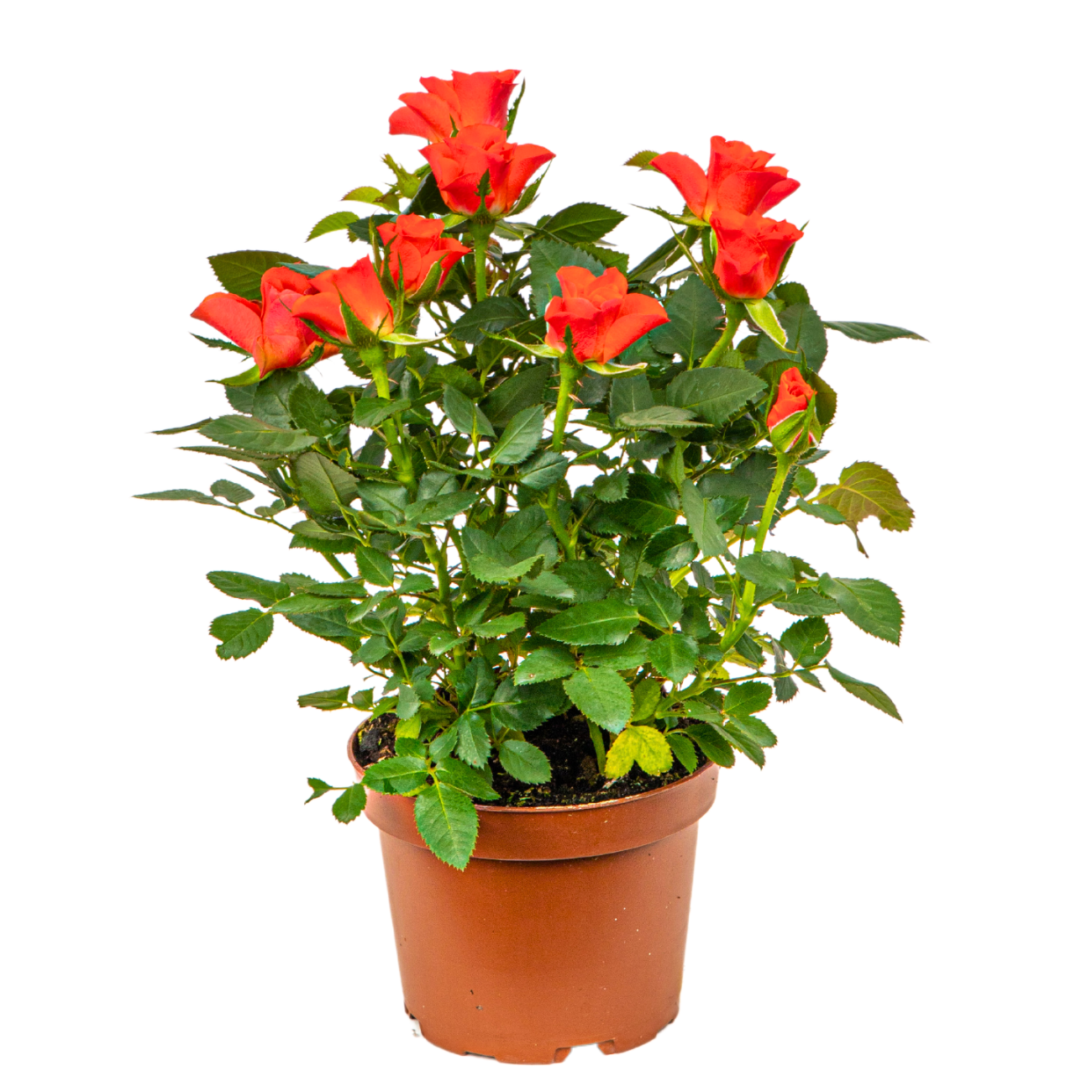 JM Flower Mini Rose Plant 10.5cm Pot - Red | NTUC FairPrice