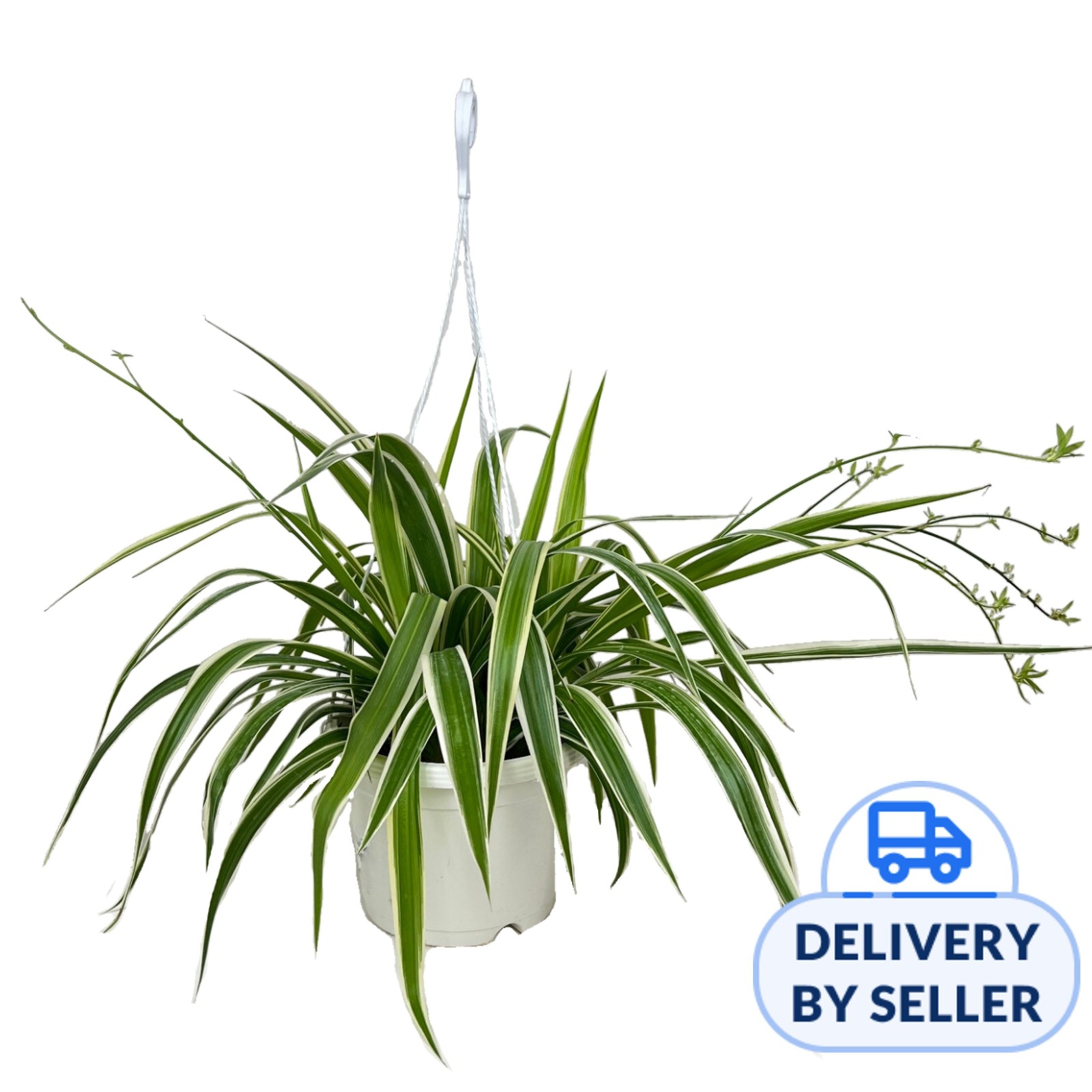 JM Flower Spider Plant Chlorophytum | NTUC FairPrice