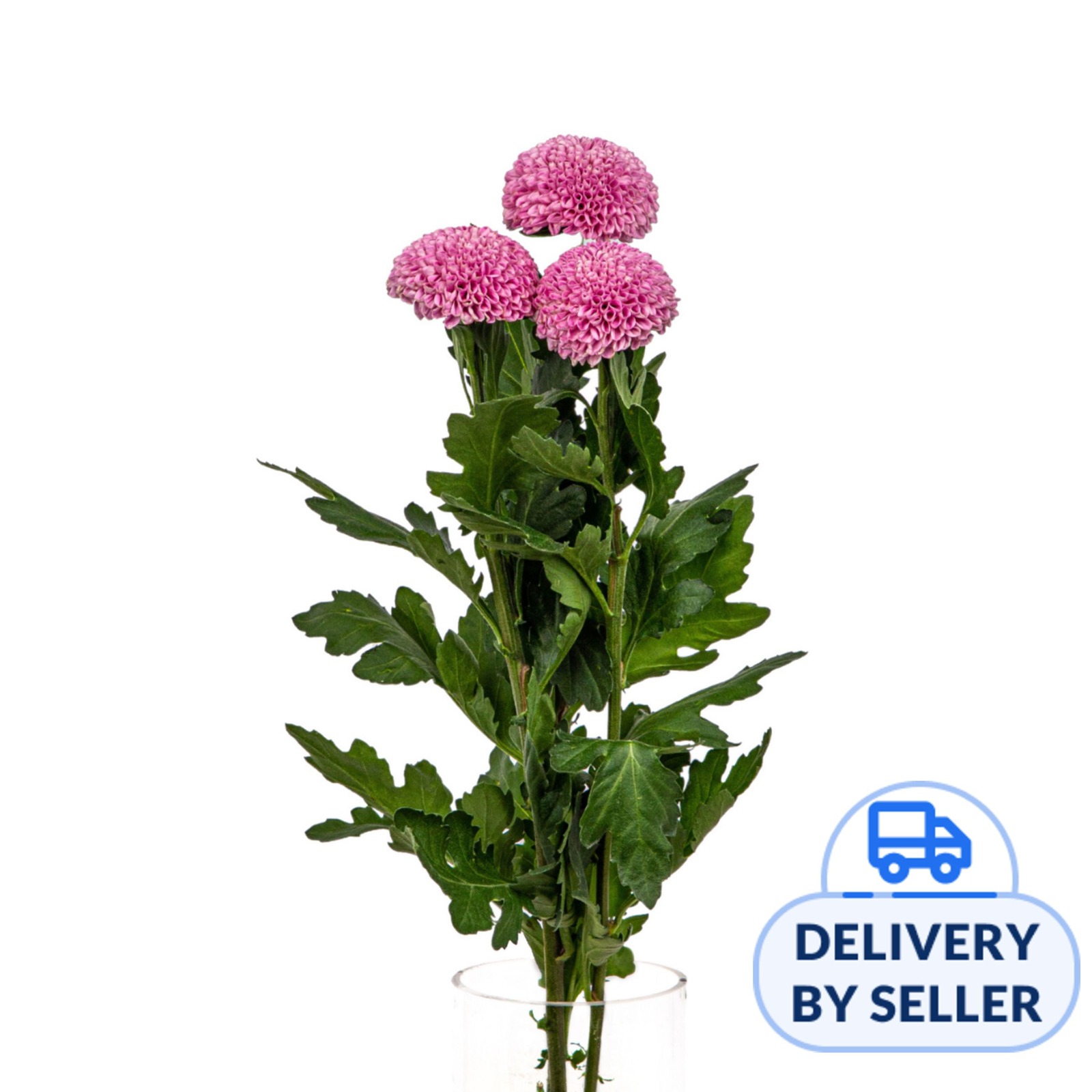 JM Flower Chrysanthemum Ping Pong - Pink | NTUC FairPrice