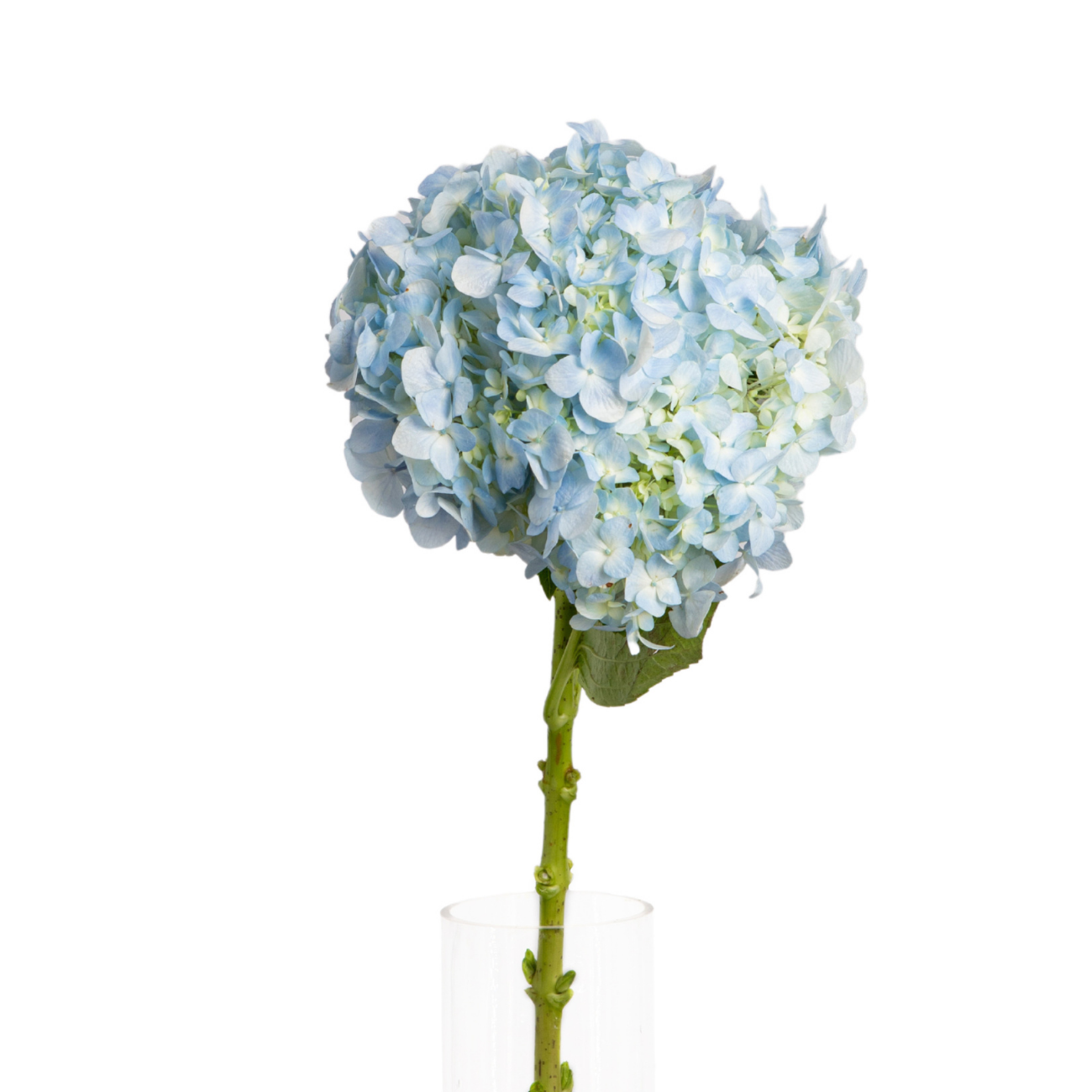 JM Flower Hydrangea (Premium Grade) - Light Blue | NTUC FairPrice