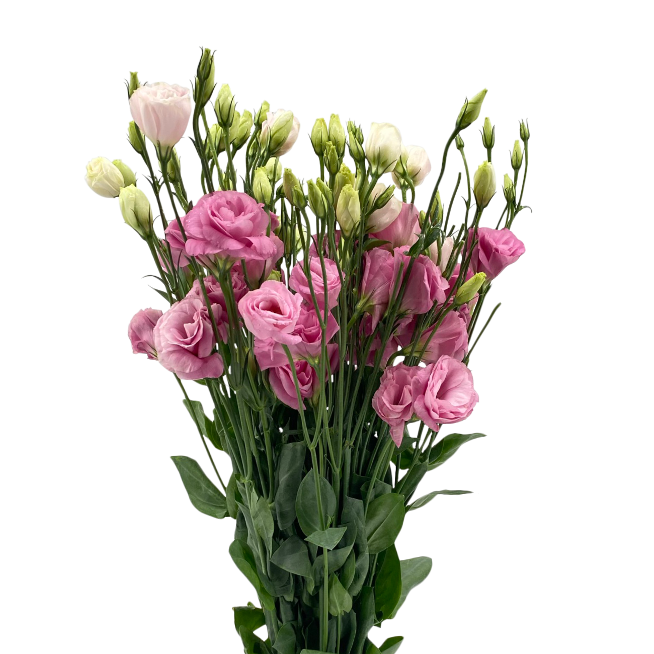 JM Flower Eustoma - Pink | NTUC FairPrice