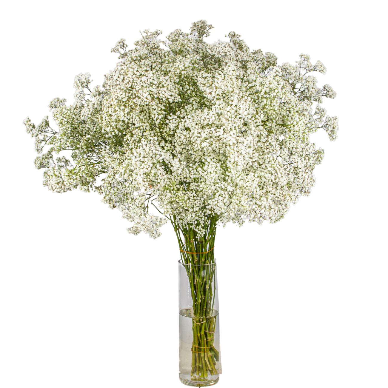 JM Flower Baby Breath Mini Gypsophila - White | NTUC FairPrice