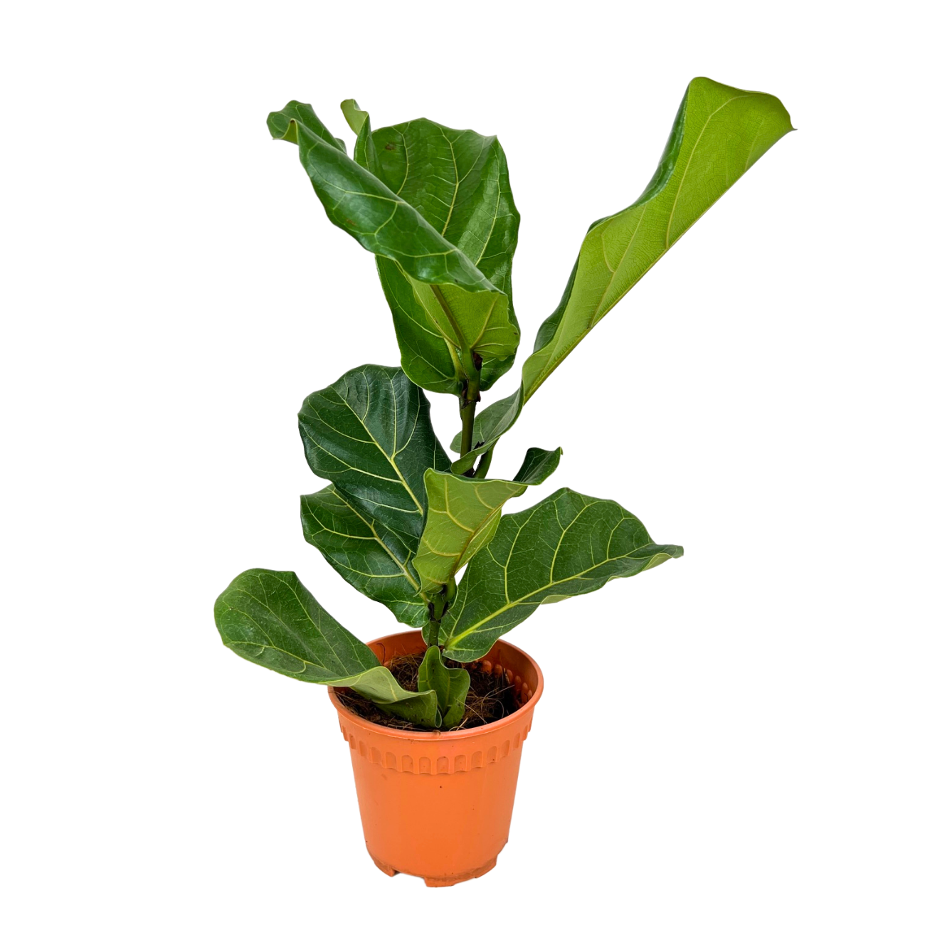 JM Flower Ficus Lyrata Plant 15cm Pot | NTUC FairPrice