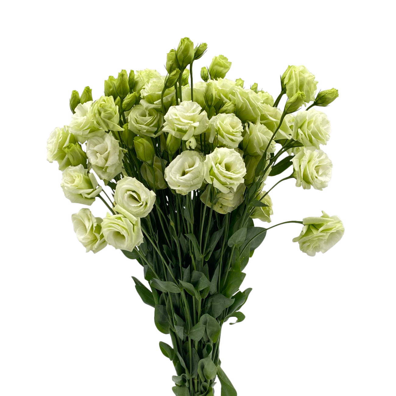 JM Flower Eustoma - Green | NTUC FairPrice