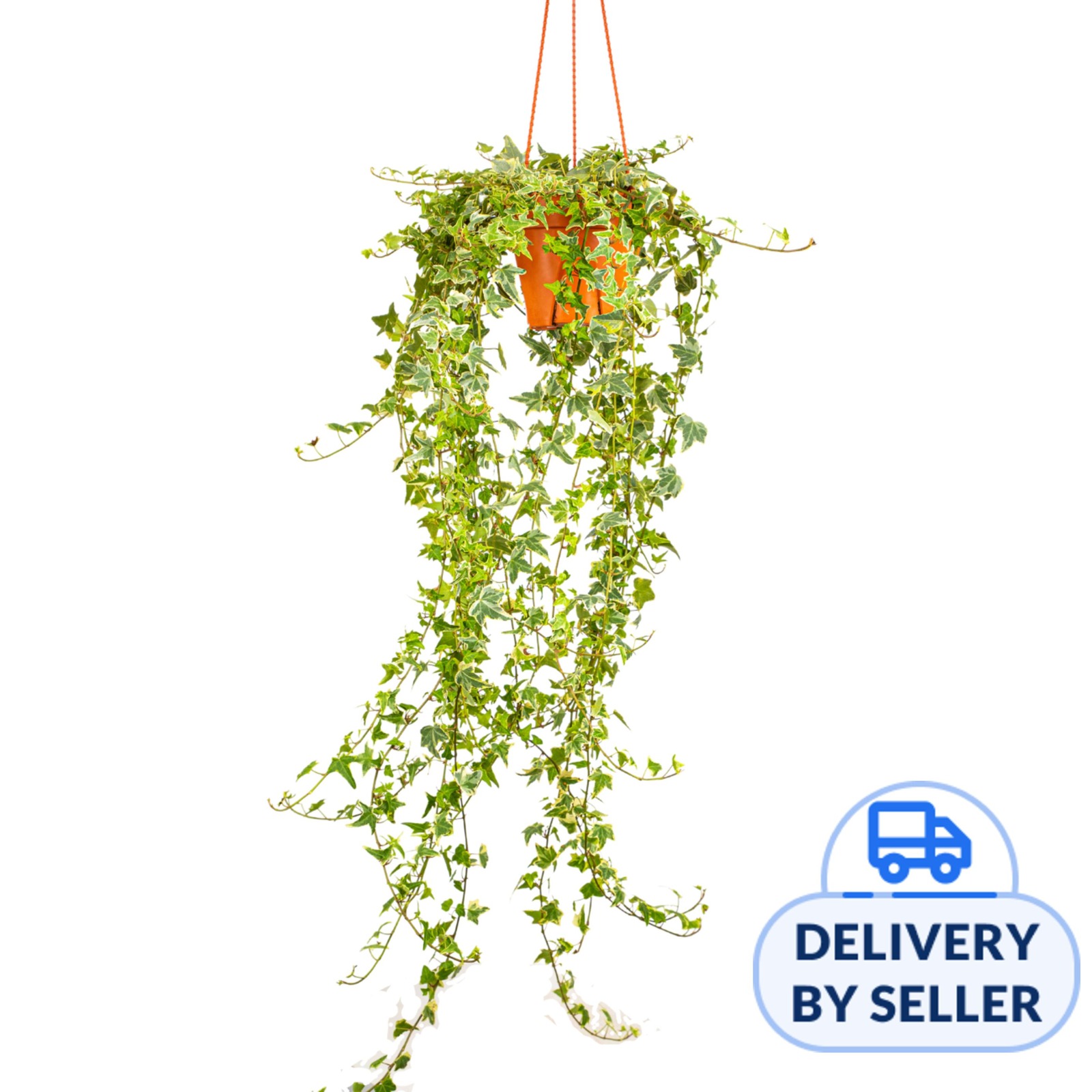 JM Flower Ivy Leaf Hanging Plant 15cm Pot | NTUC FairPrice