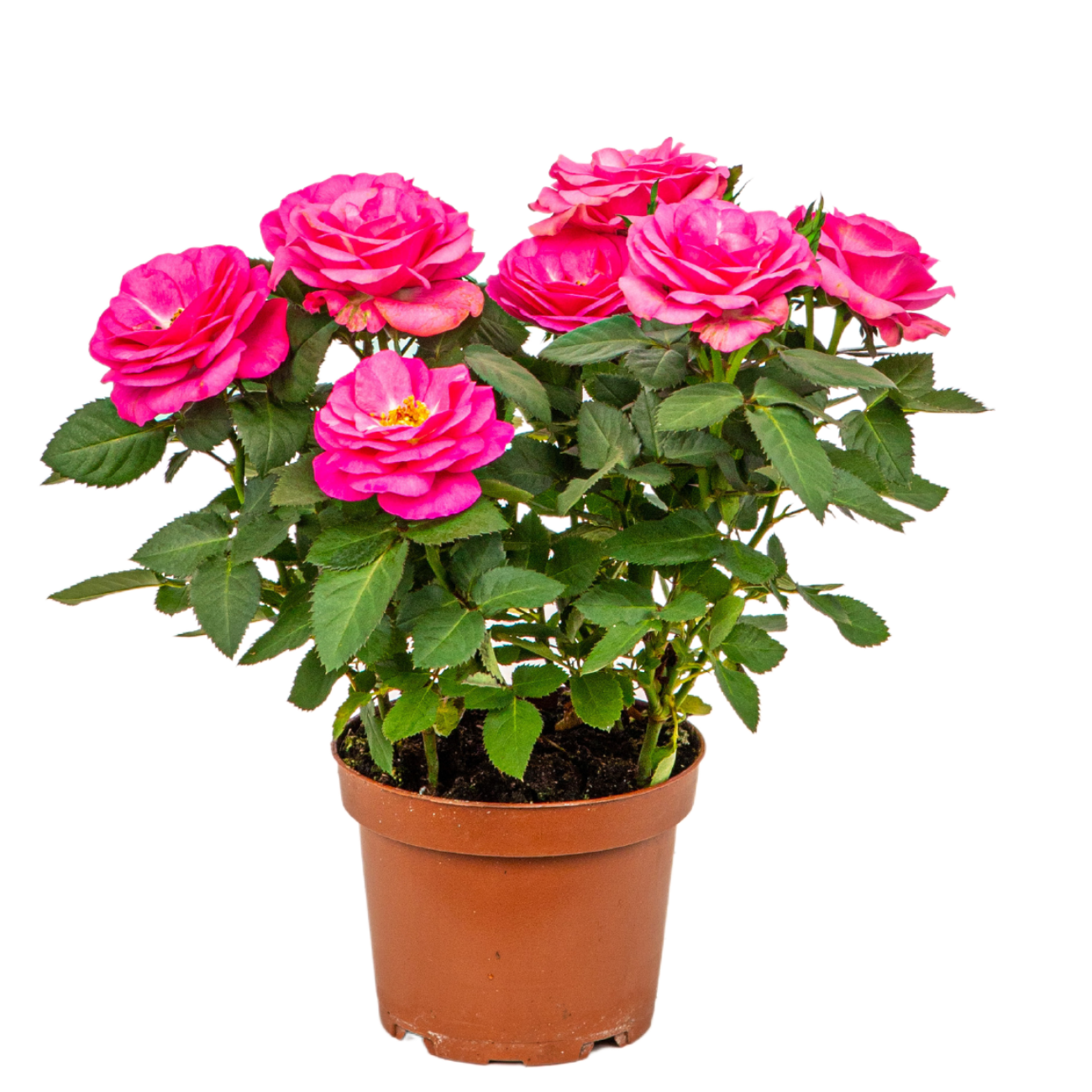 JM Flower Mini Rose Plant 10.5cm Pot - Dark Pink | NTUC FairPrice