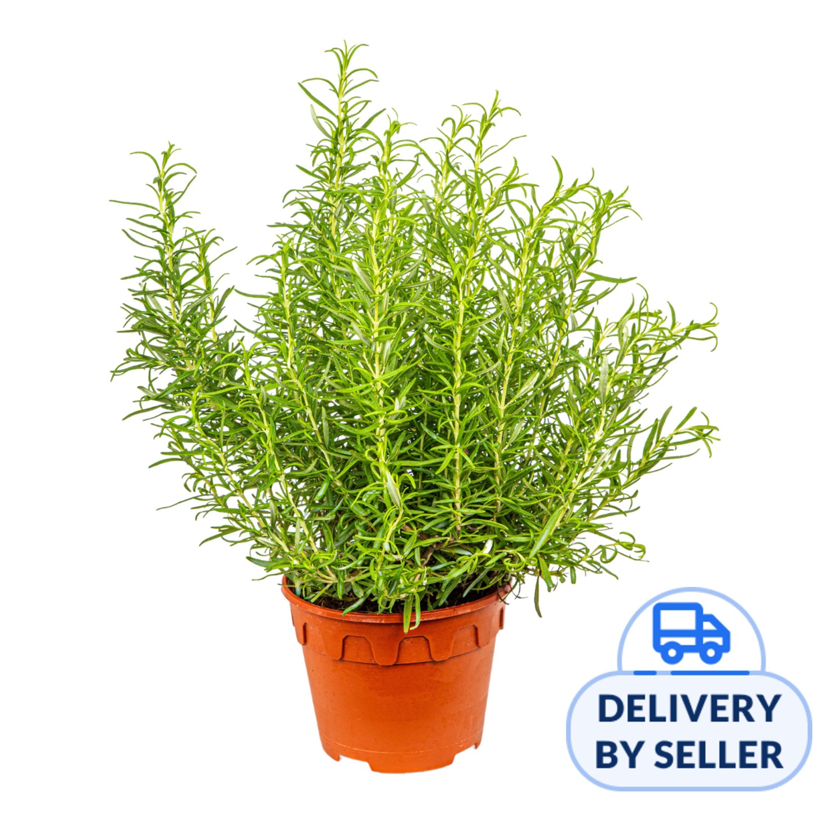JM Flower Rosemary Herbs Plant | NTUC FairPrice
