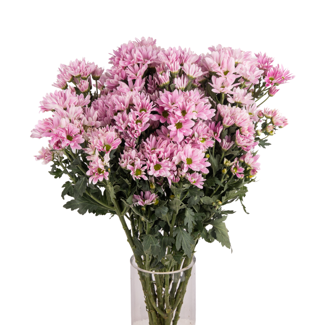 JM Flower Chrysanthemum Pompom - Margaret Pink | NTUC FairPrice