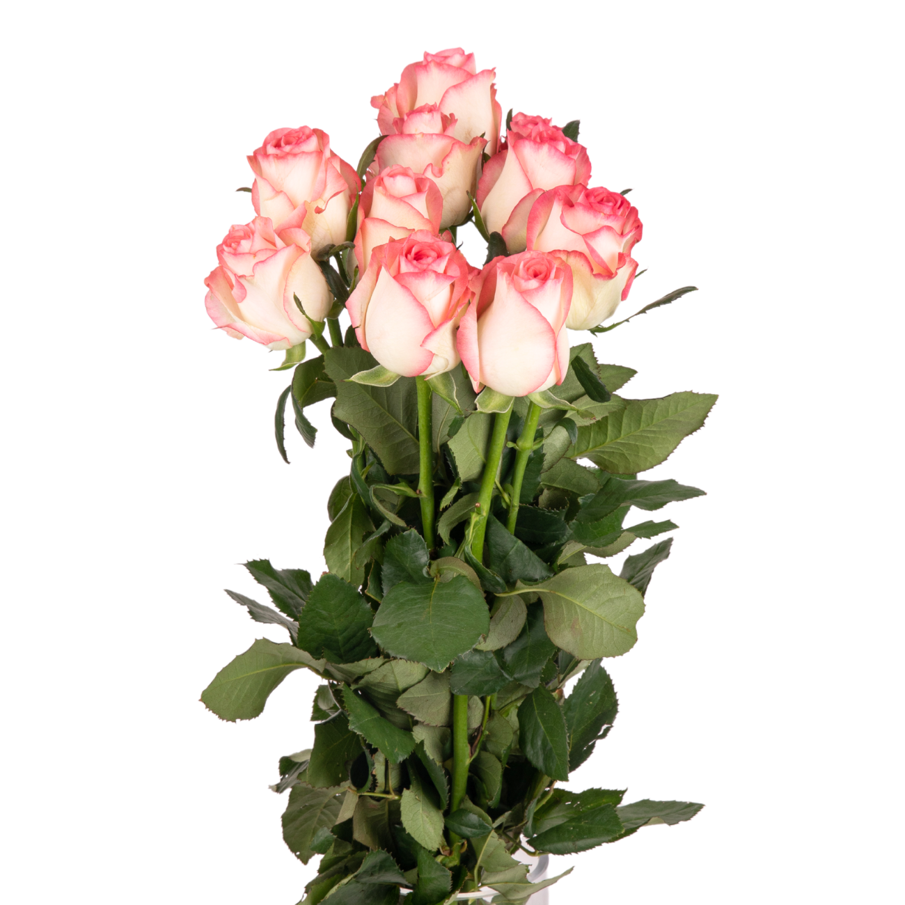 JM Flower Rose (Standard Grade) - Two Tone Pink | NTUC FairPrice