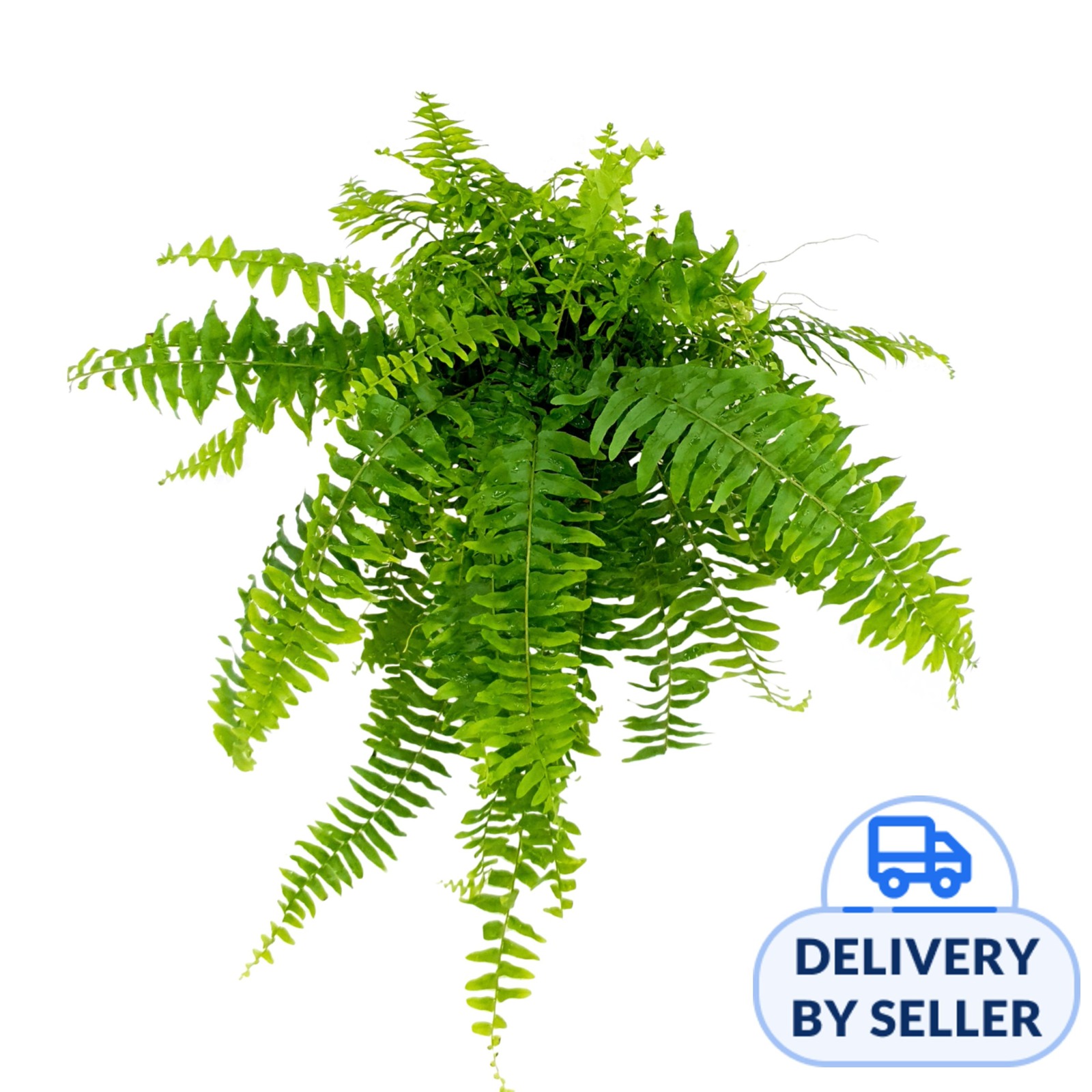 JM Flower Boston Fern Plant 15cm Pot | NTUC FairPrice