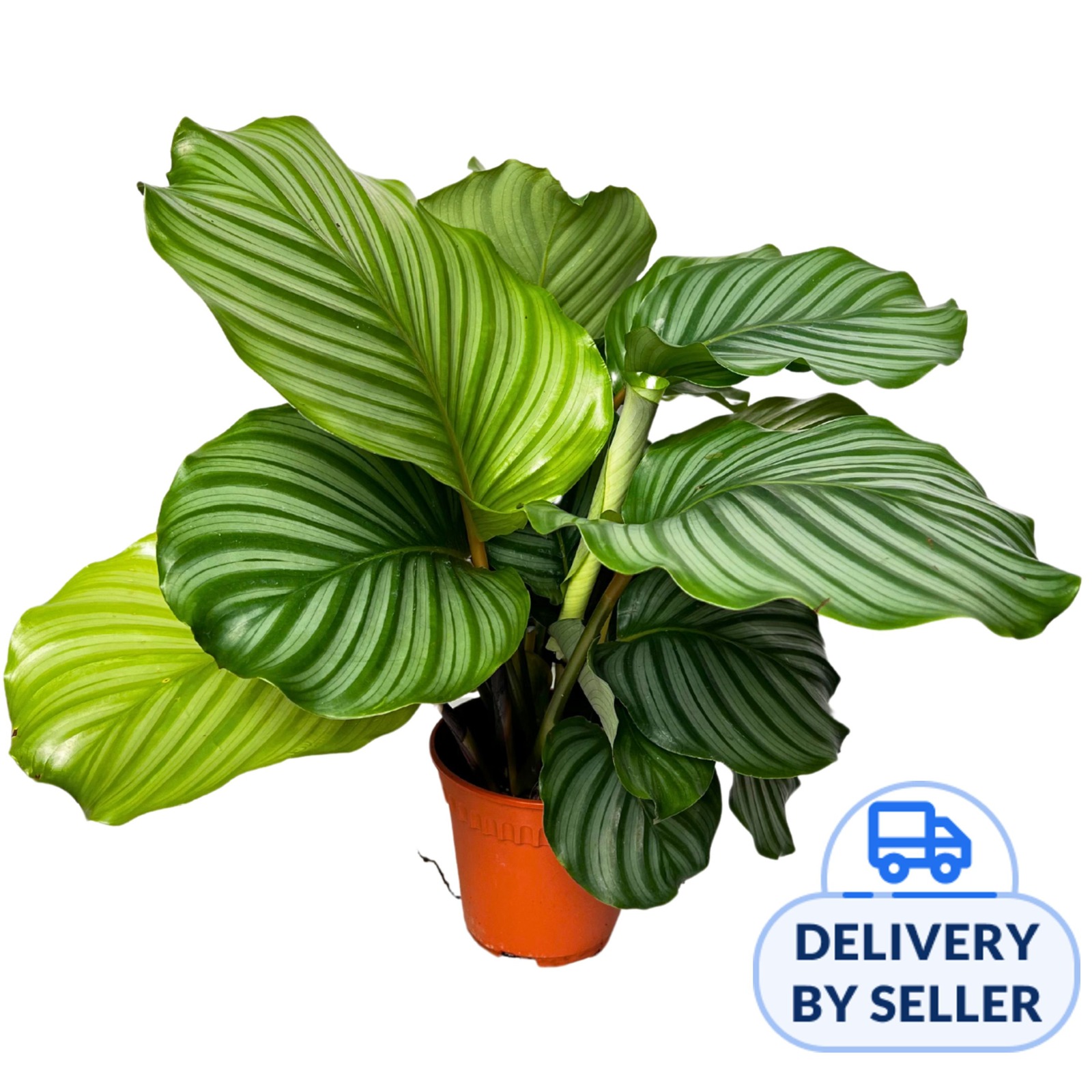 JM Flower Calathea Orbifolia Plant 15cm Pot | NTUC FairPrice
