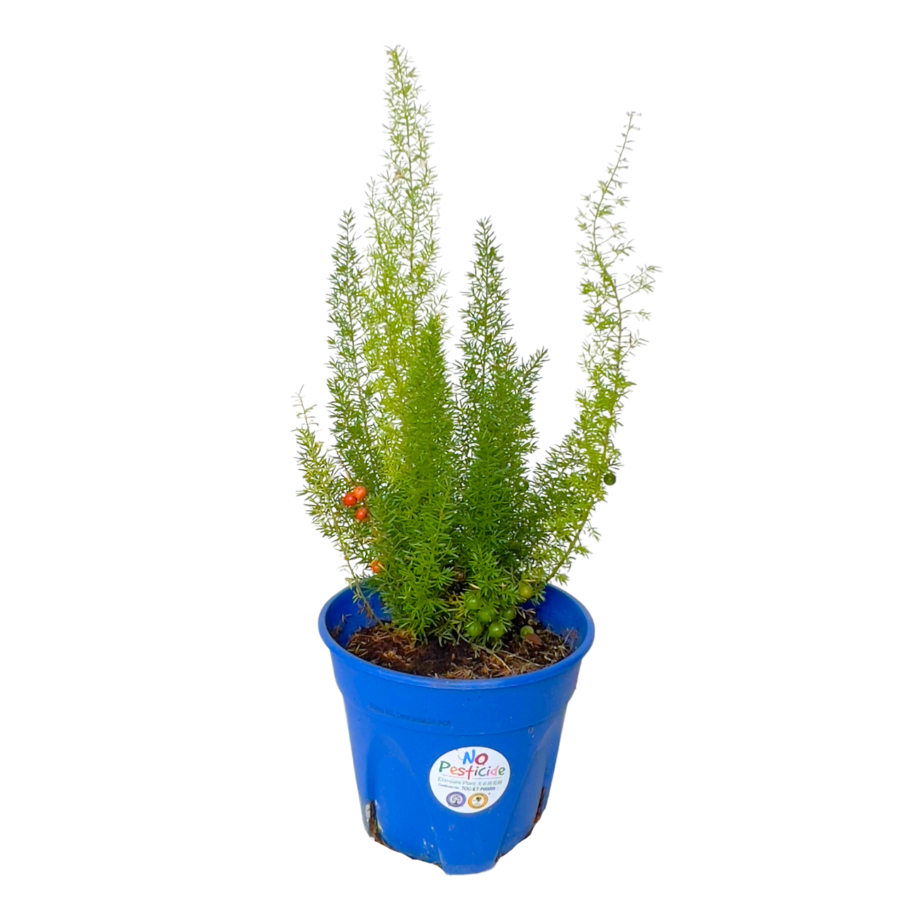 JM Flower Asparagus Myers Plant 15cm Pot | NTUC FairPrice