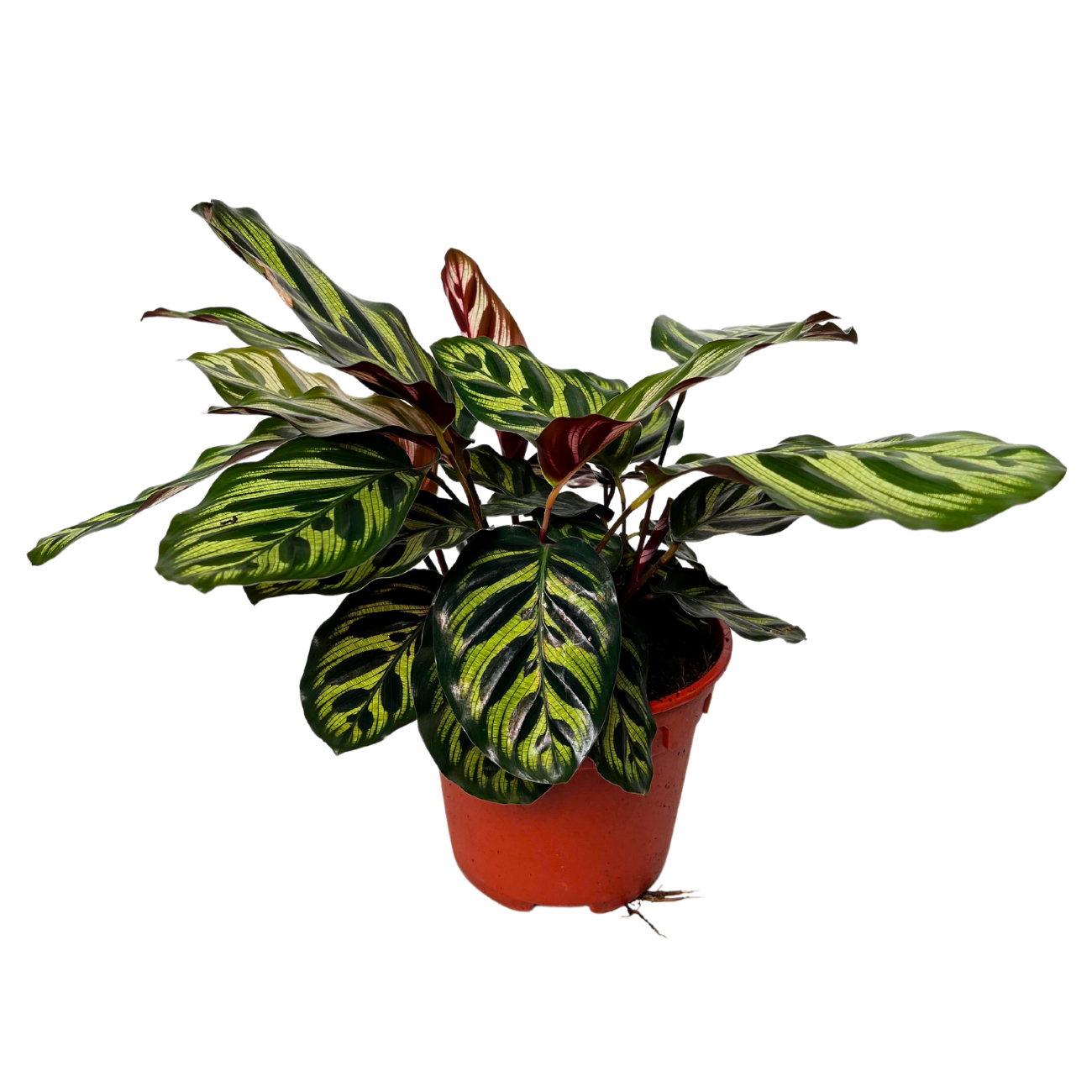 JM Flower Calathea Makoyana Plant 15cm Pot | NTUC FairPrice