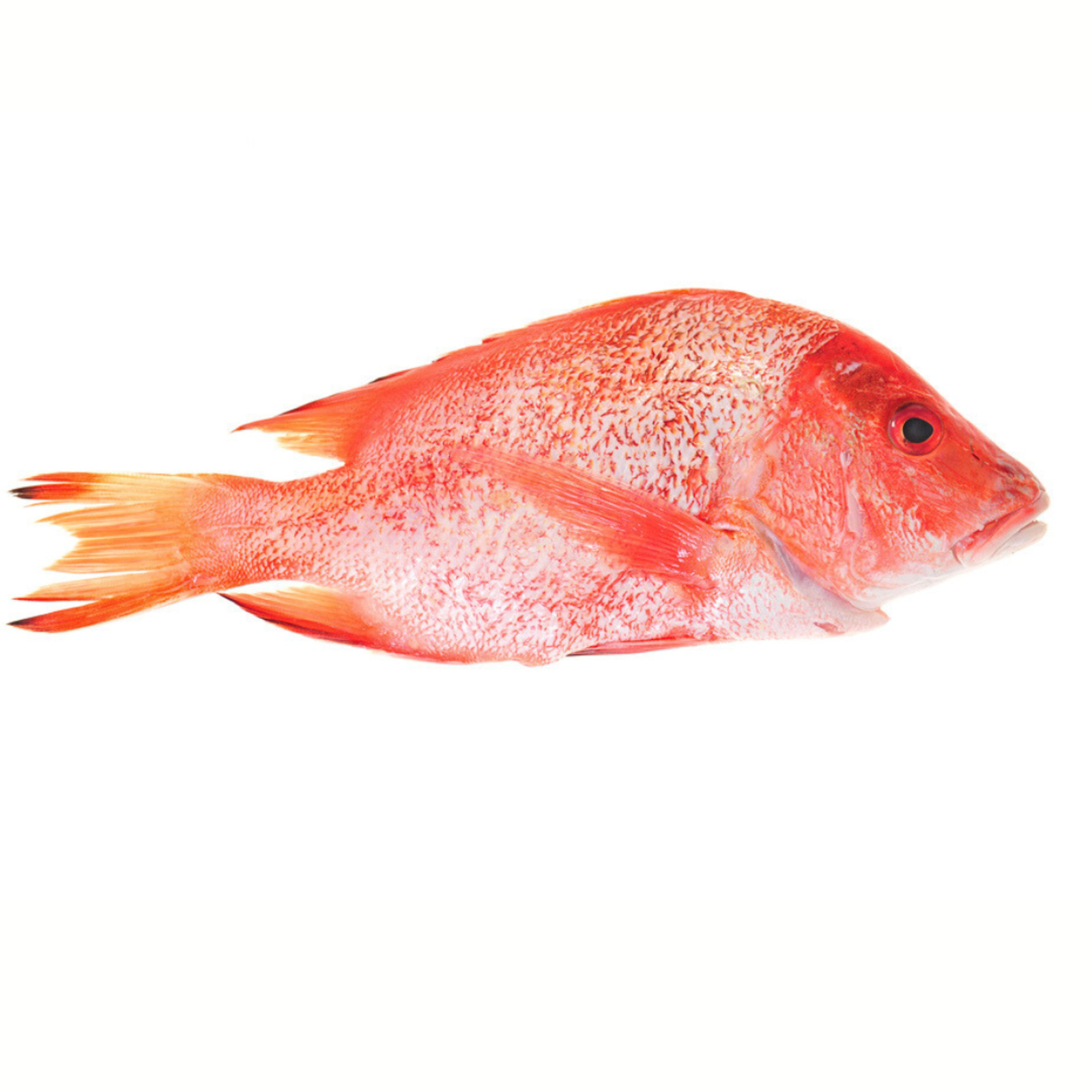 Pan Royal Fresh Red Snapper | NTUC FairPrice