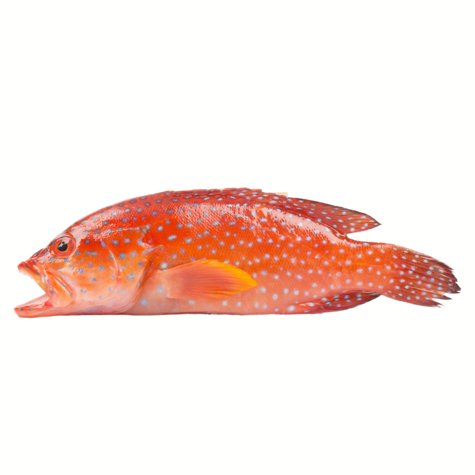 Pan Royal Fresh Red Grouper | NTUC FairPrice