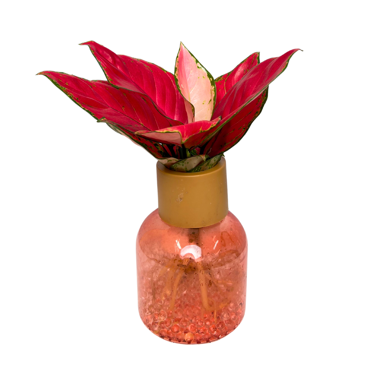 JM Flower Aglaonema Hydroponic Plant - Pink Pot | NTUC FairPrice