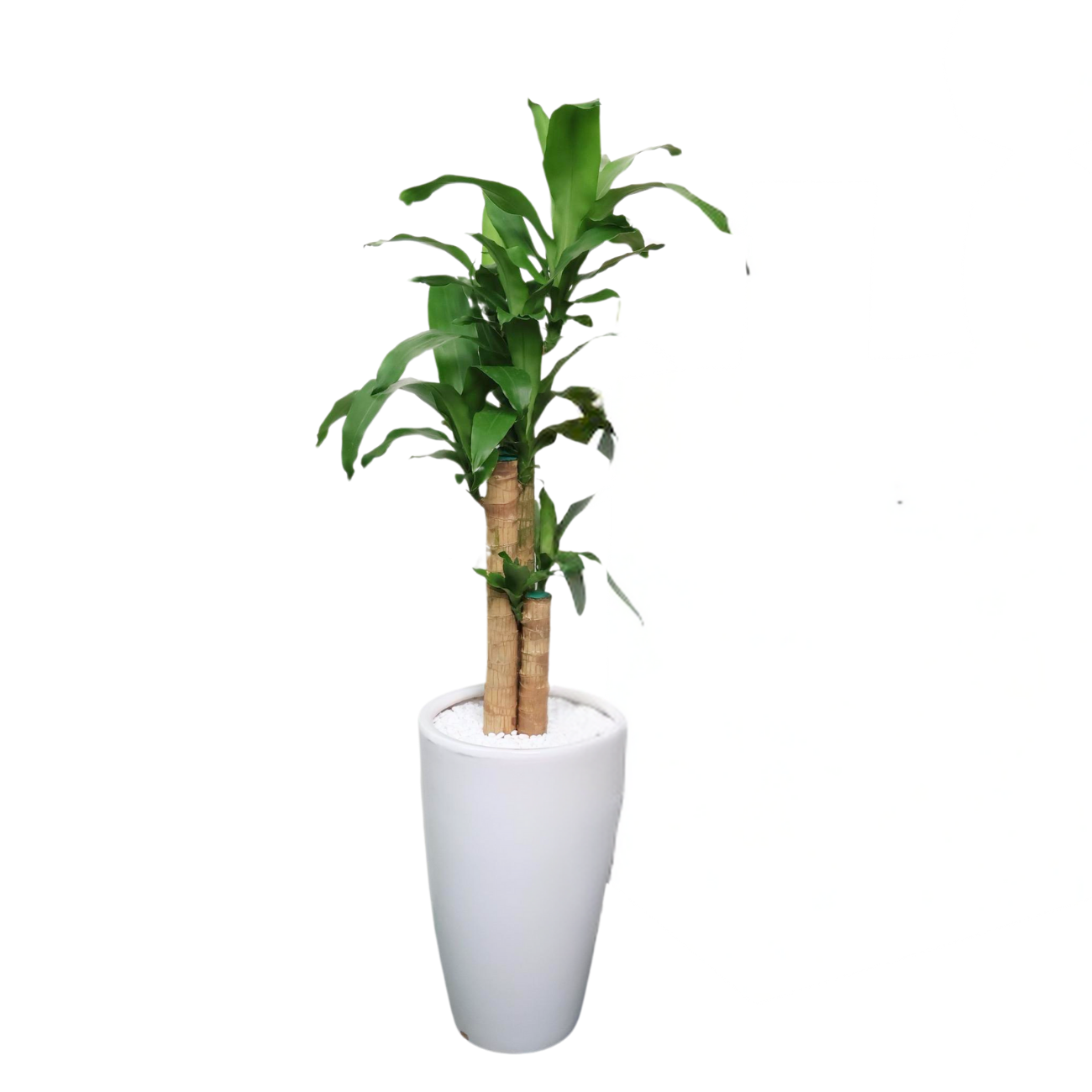 JM Flower Dracaena Iron Tree Plant in Ceramic Pot (1.1m) | NTUC FairPrice