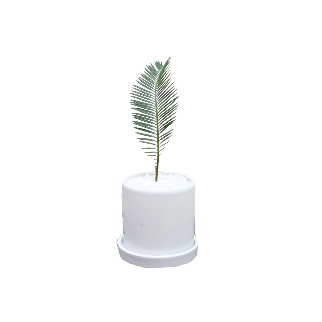 JM Flower Cycas Revoluta Plant in Ceramic Pot | NTUC FairPrice