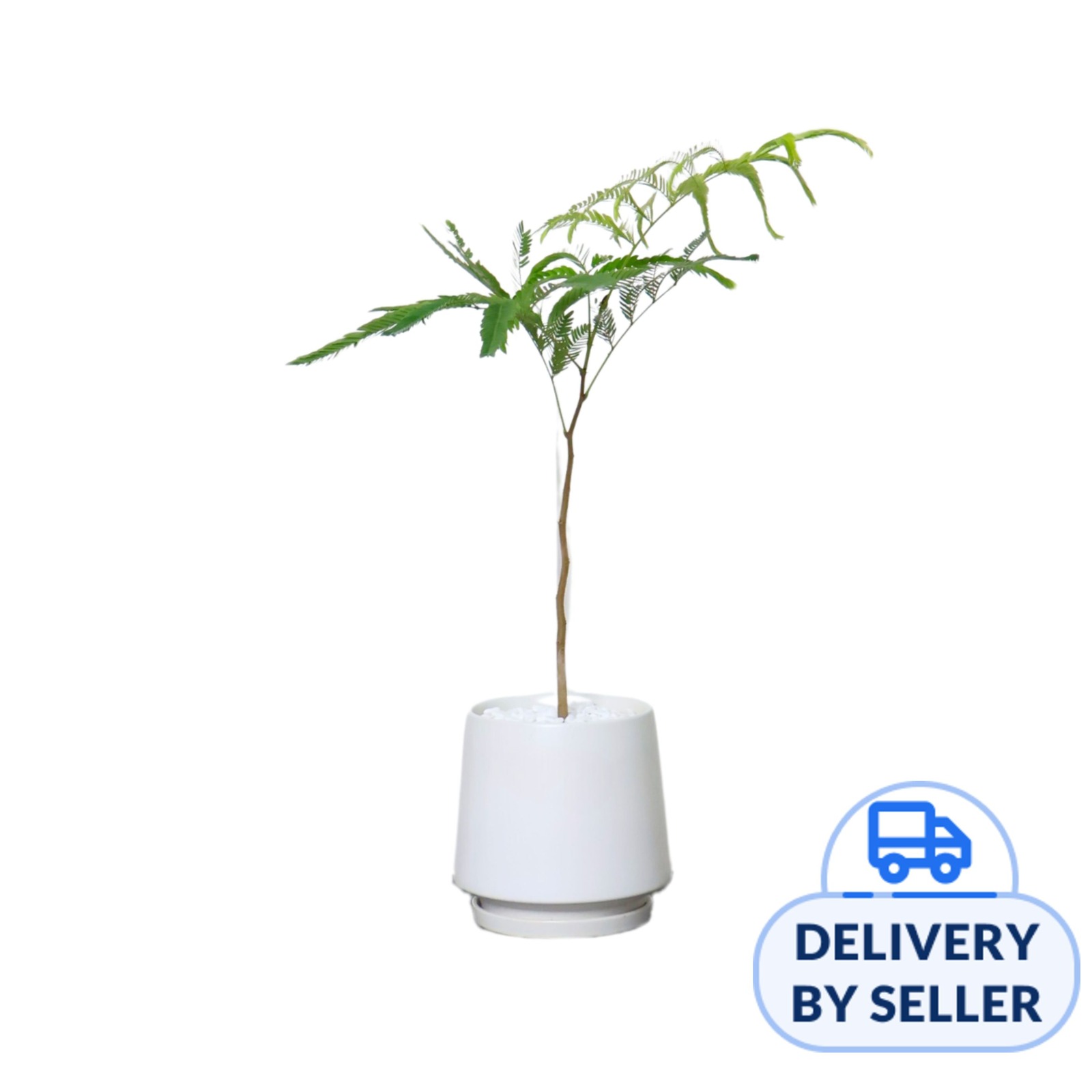 JM Flower Everfresh Tree Plant in Ceramic Pot (55cm) | NTUC FairPrice