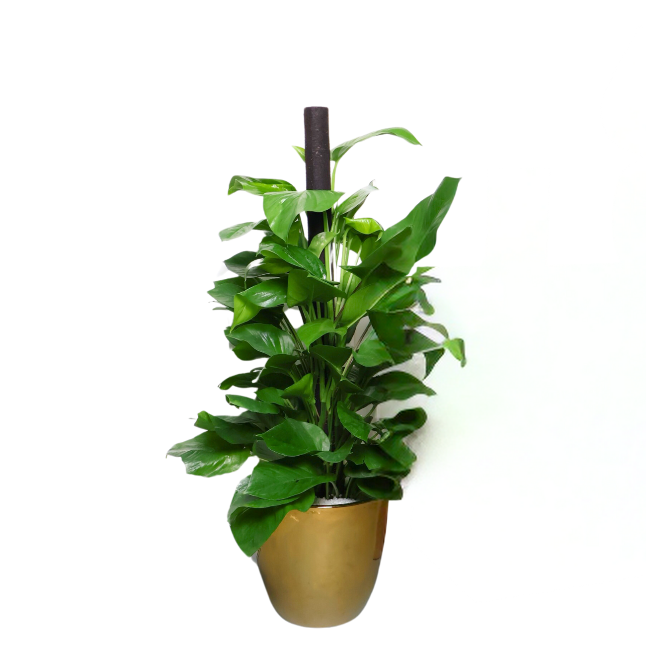 JM Flower Money Plant in Ceramic Pot (1.17m) | NTUC FairPrice