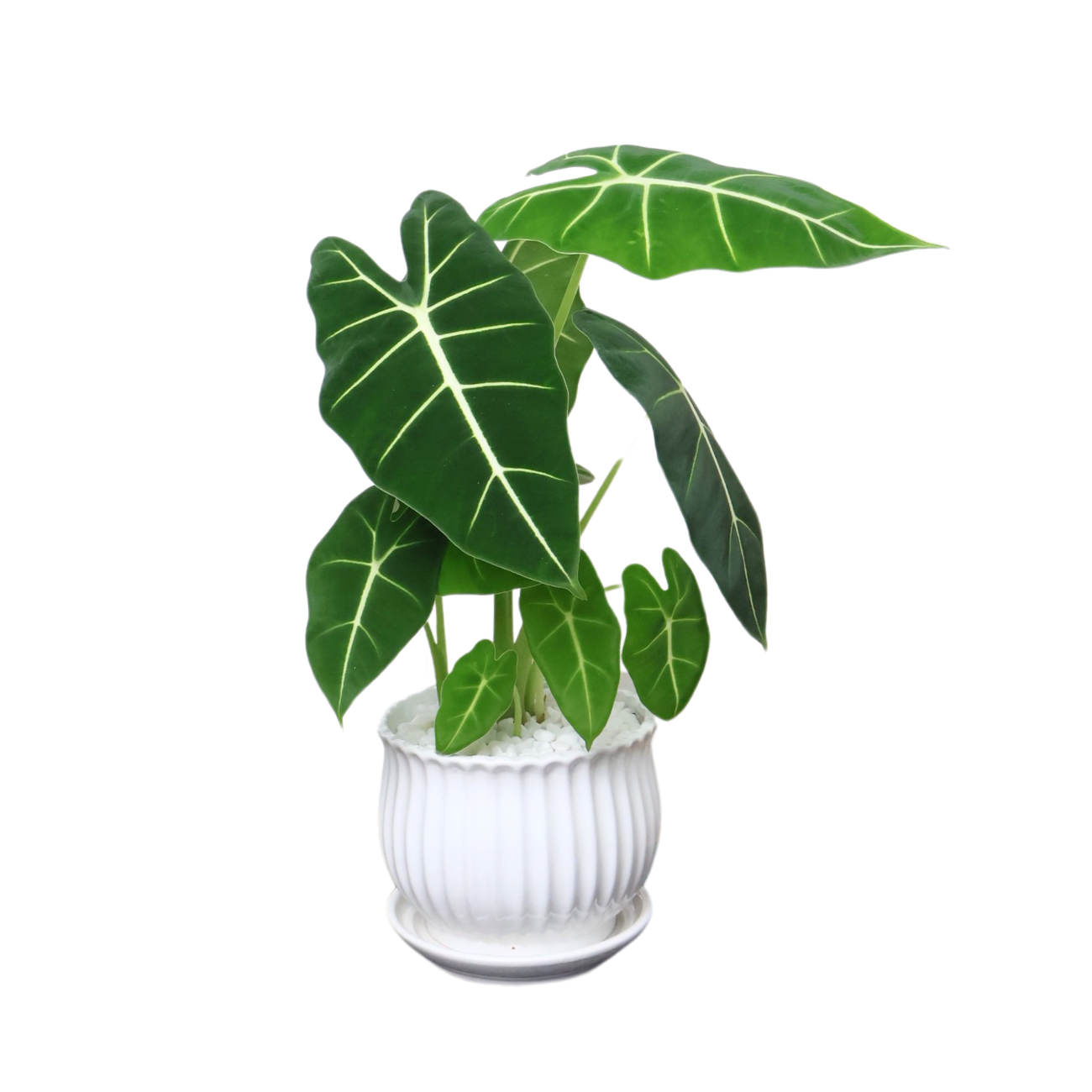 JM Flower Alocasia Frydek Plant in Ceramic Pot | NTUC FairPrice