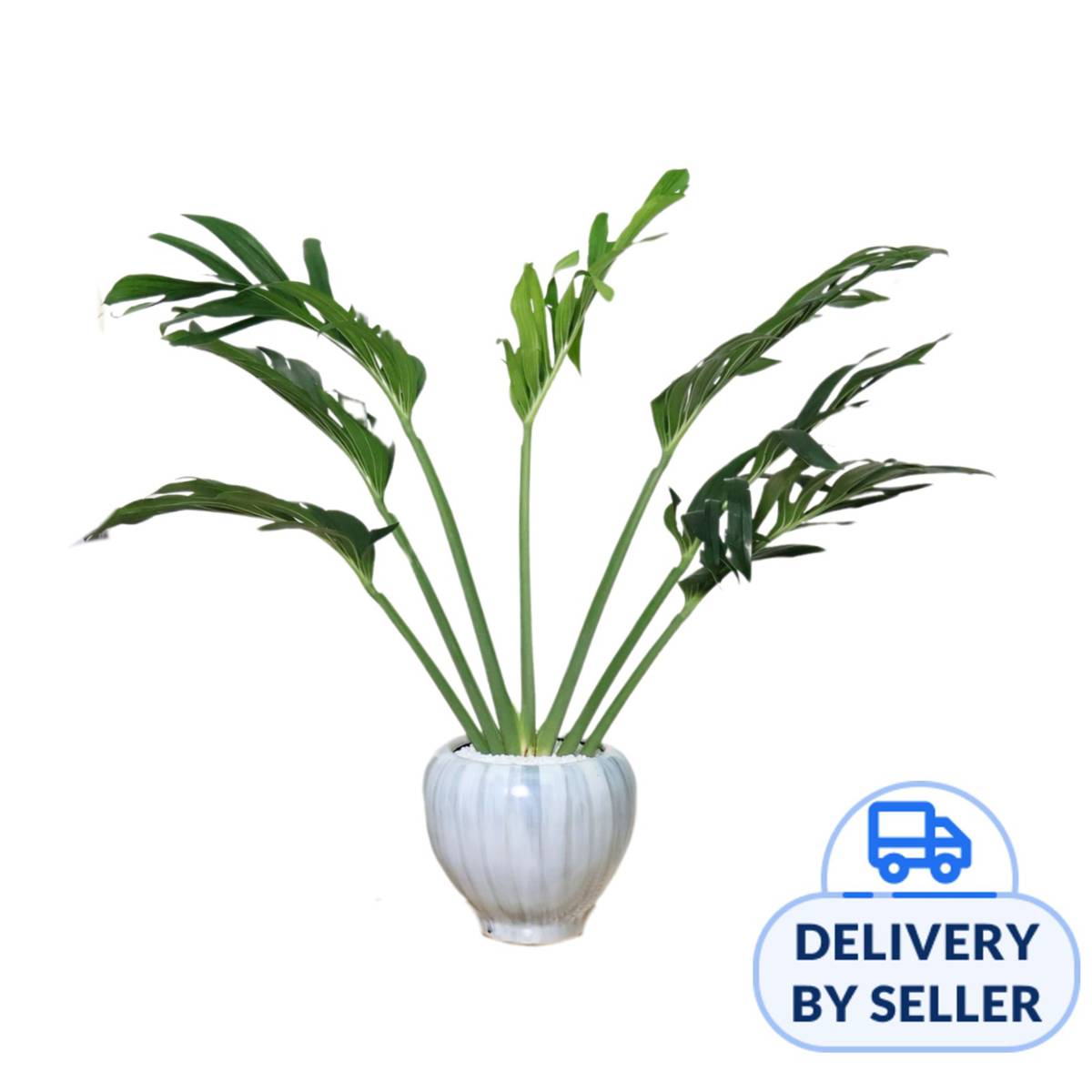 JM Flower Monstera Siam Plant in Ceramic Pot | NTUC FairPrice