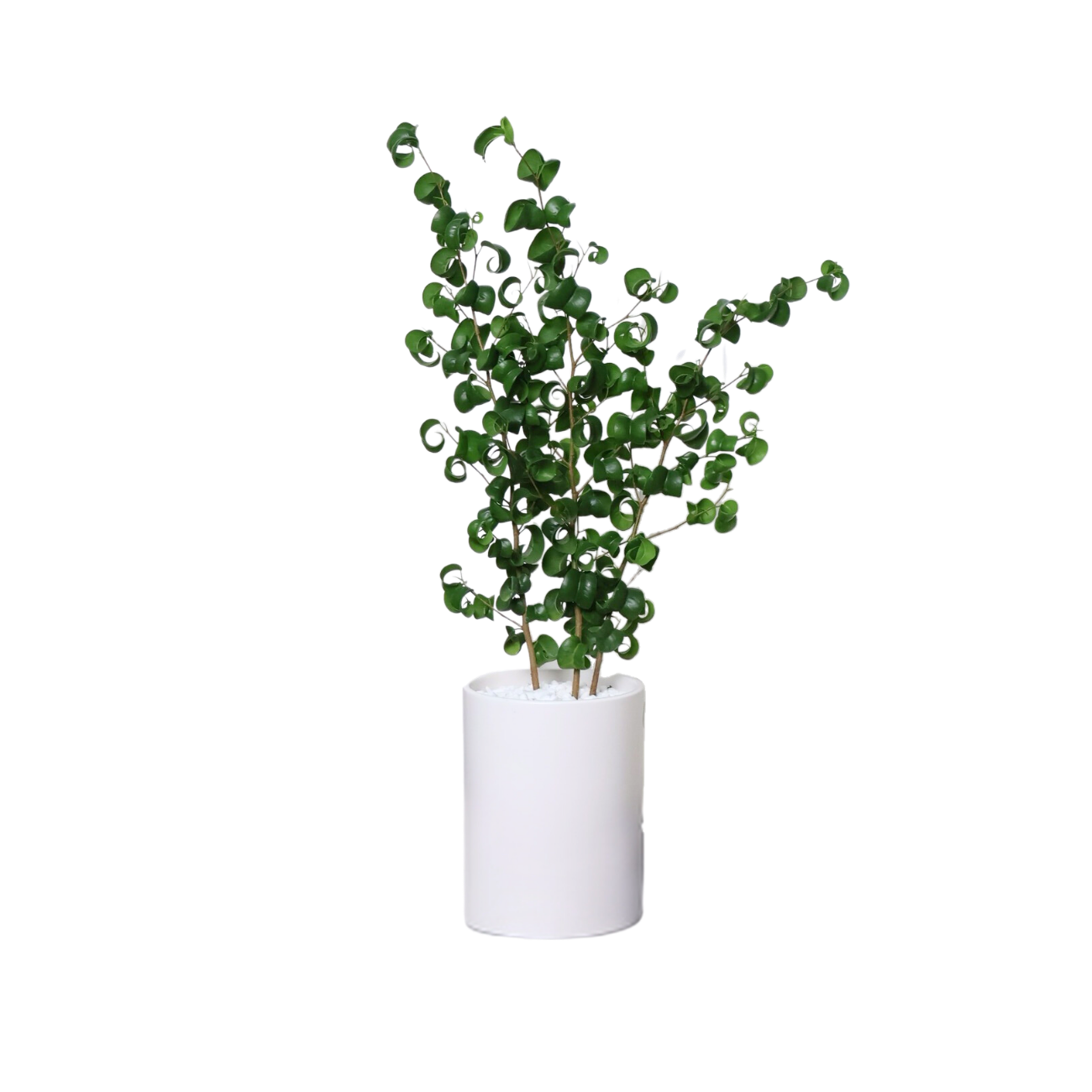 JM Flower Ficus Benjamina Barok Plant in Ceramic Pot | NTUC FairPrice