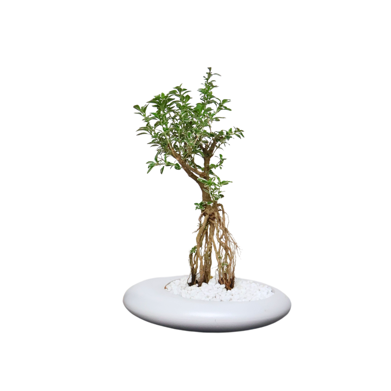 JM Flower Serissa Bonsai Plant in Ceramic Pot | NTUC FairPrice