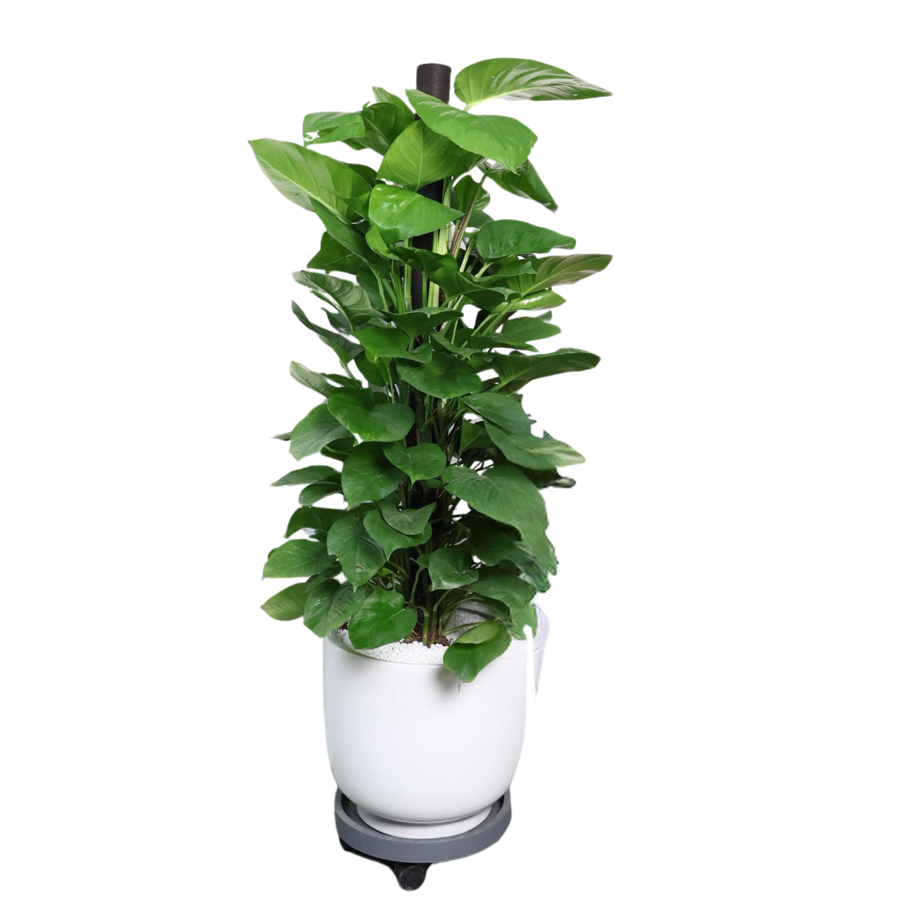 JM Flower Money plant in Ceramic Pot (1.5m) | NTUC FairPrice