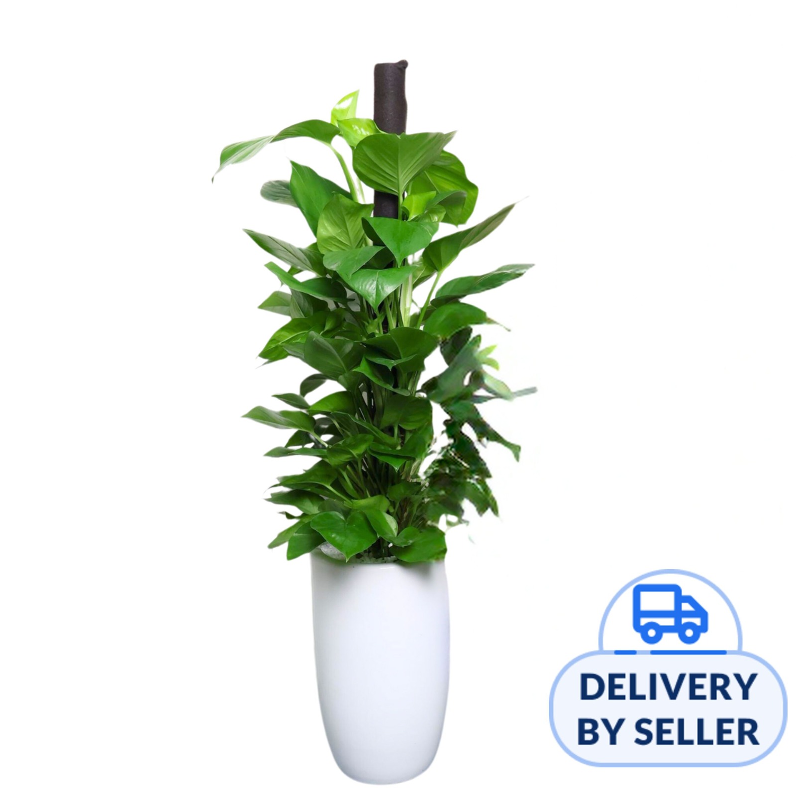 JM Flower Money Plant in Ceramic Pot (1.27m) | NTUC FairPrice