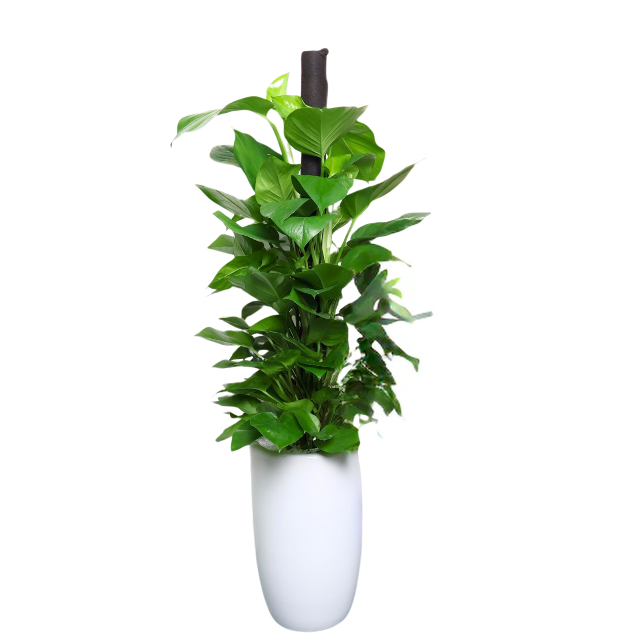 JM Flower Money Plant in Ceramic Pot (1.27m) | NTUC FairPrice